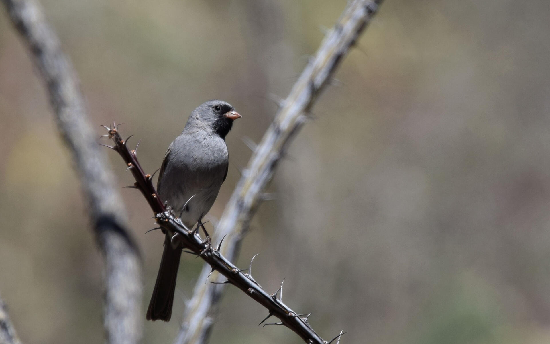 Black-chinned Sparrow | Audubon Field Guide