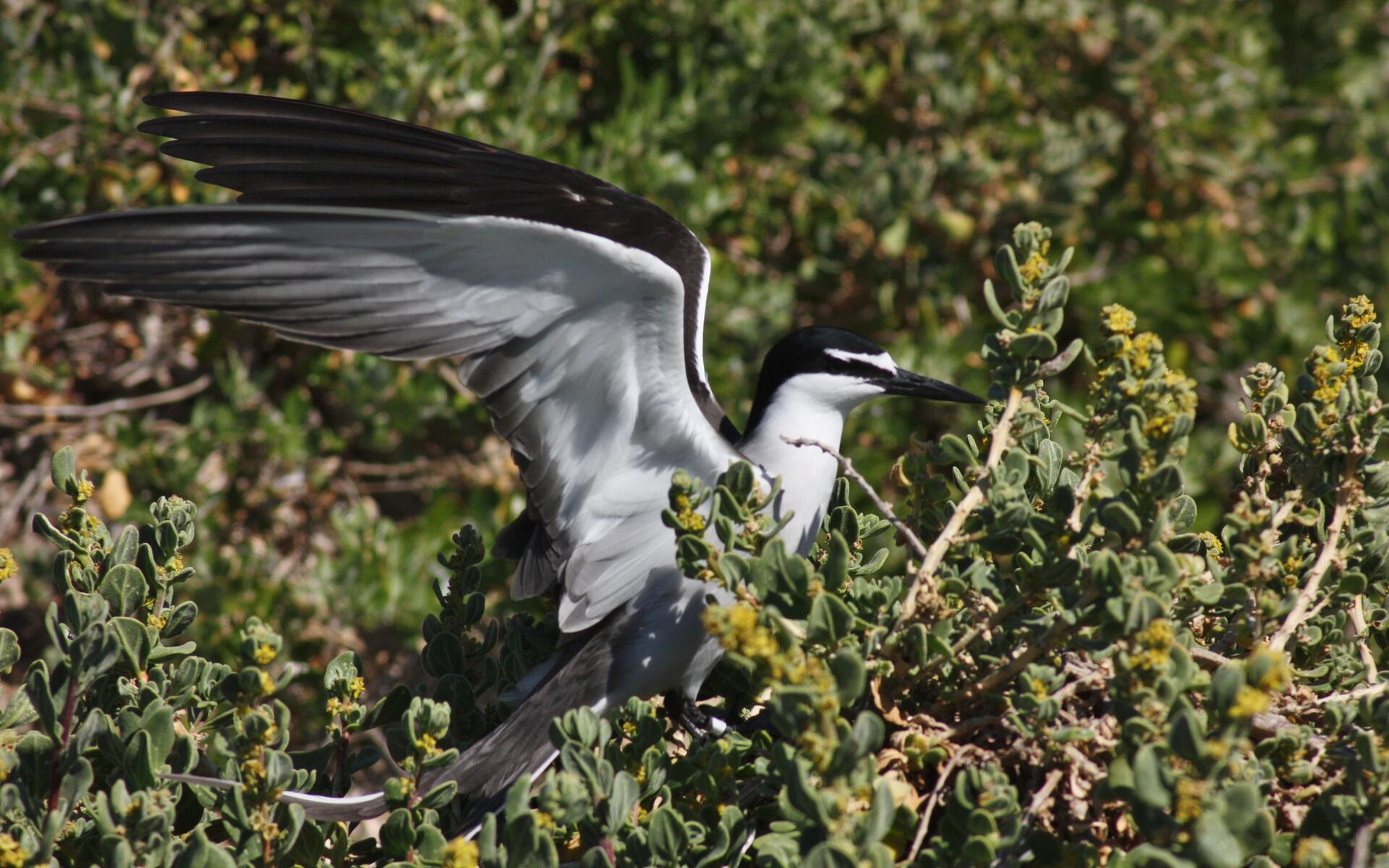 Charrán Embridado | Guía de Aves