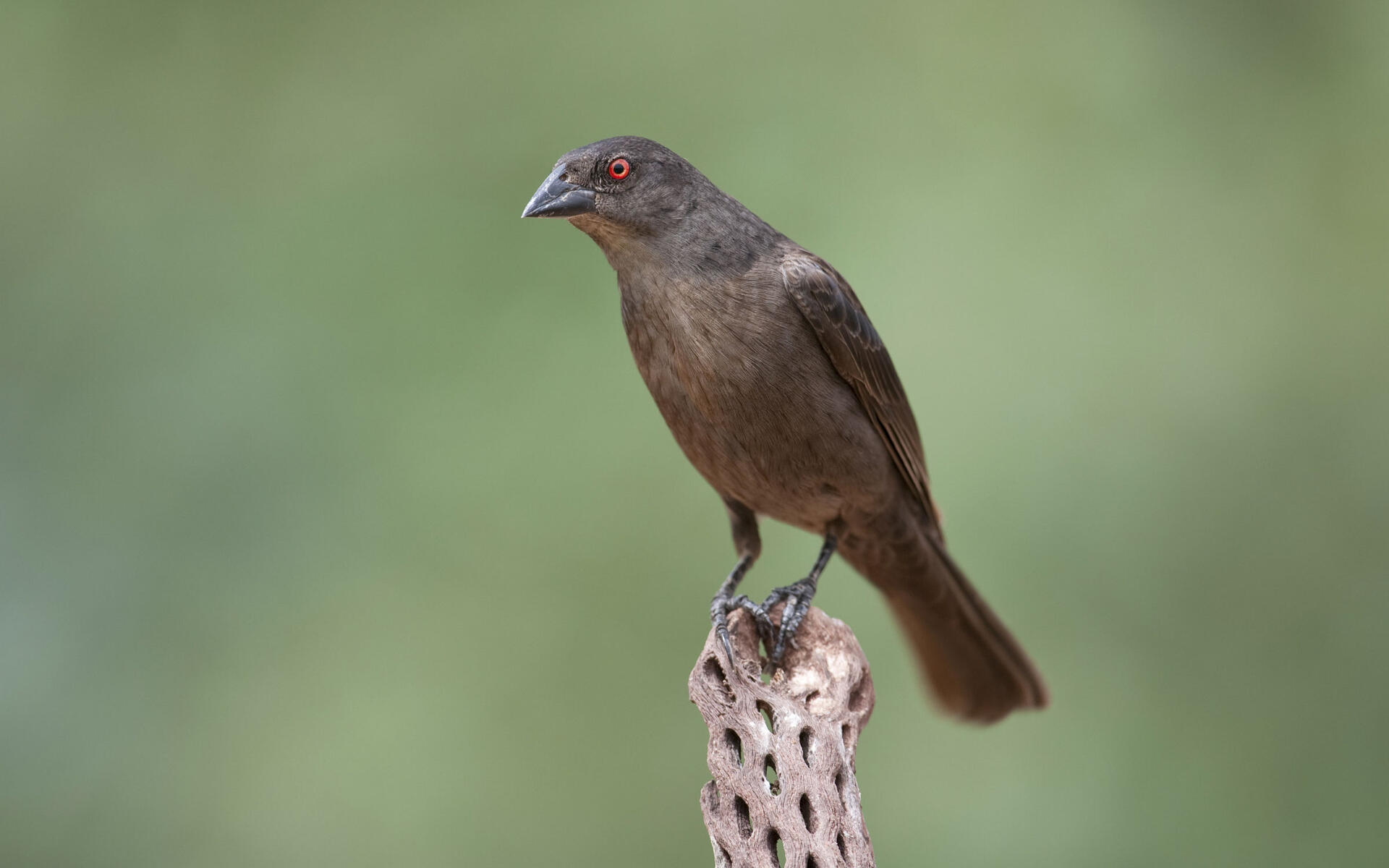Bronzed Cowbird | Audubon Field Guide
