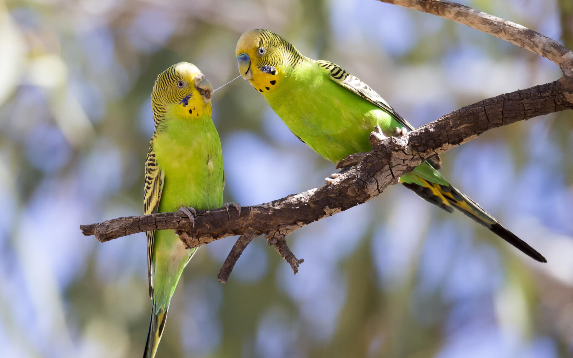 Budgerigar | Audubon Field Guide