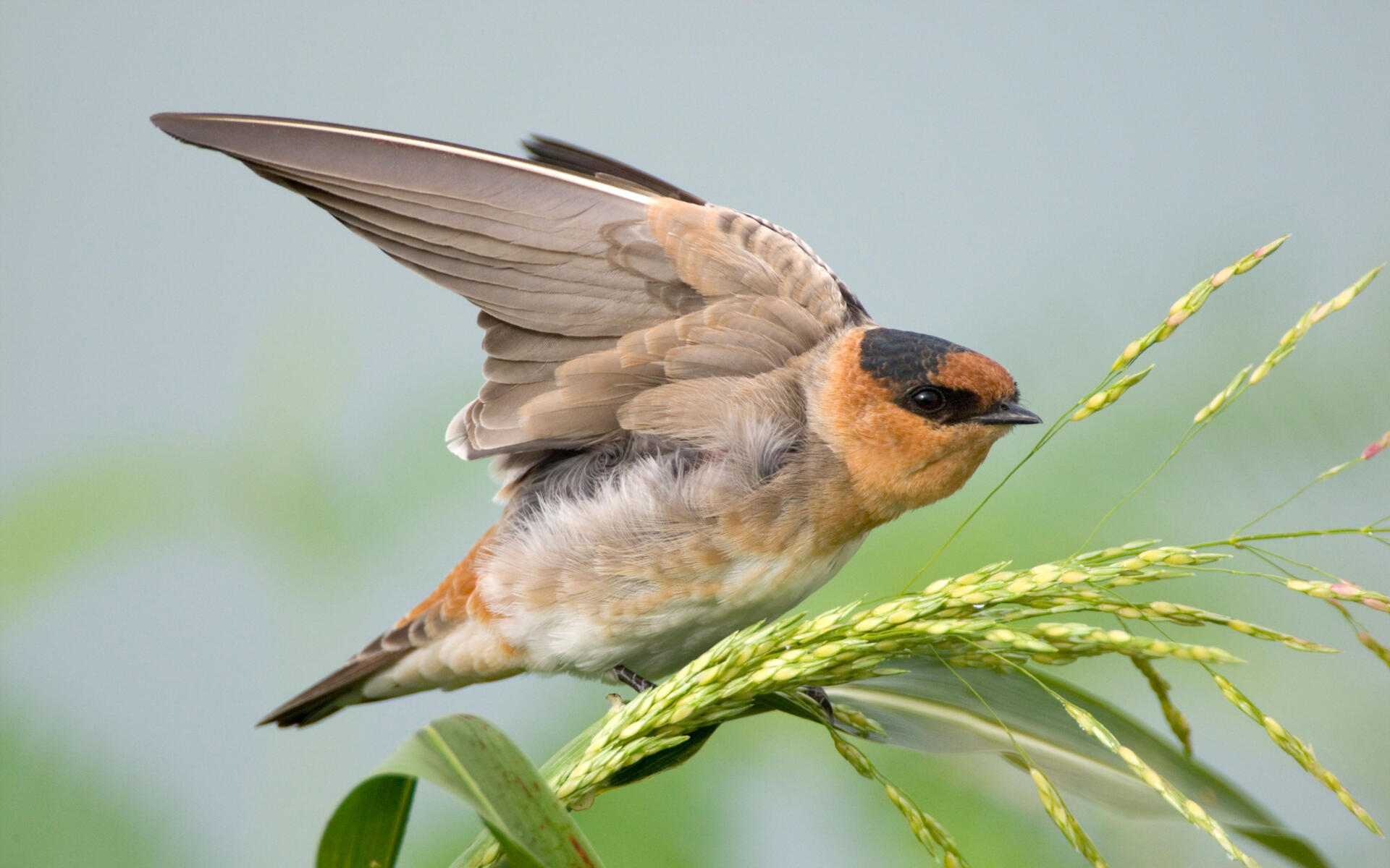 Cave Swallow | Audubon Field Guide