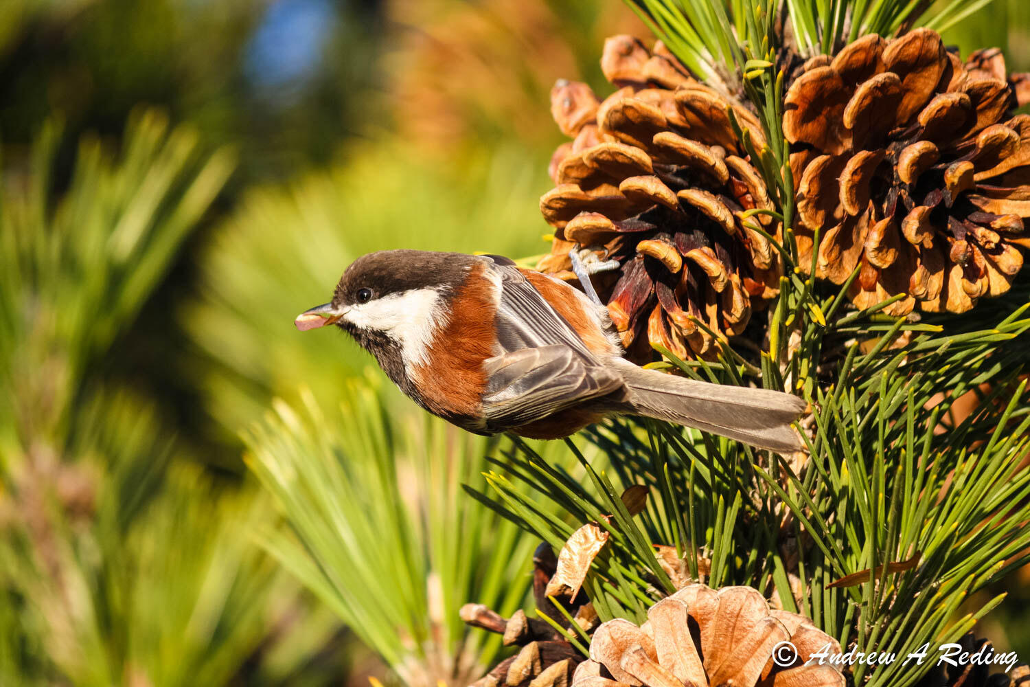 Chestnut-backed Chickadee | Audubon Field Guide