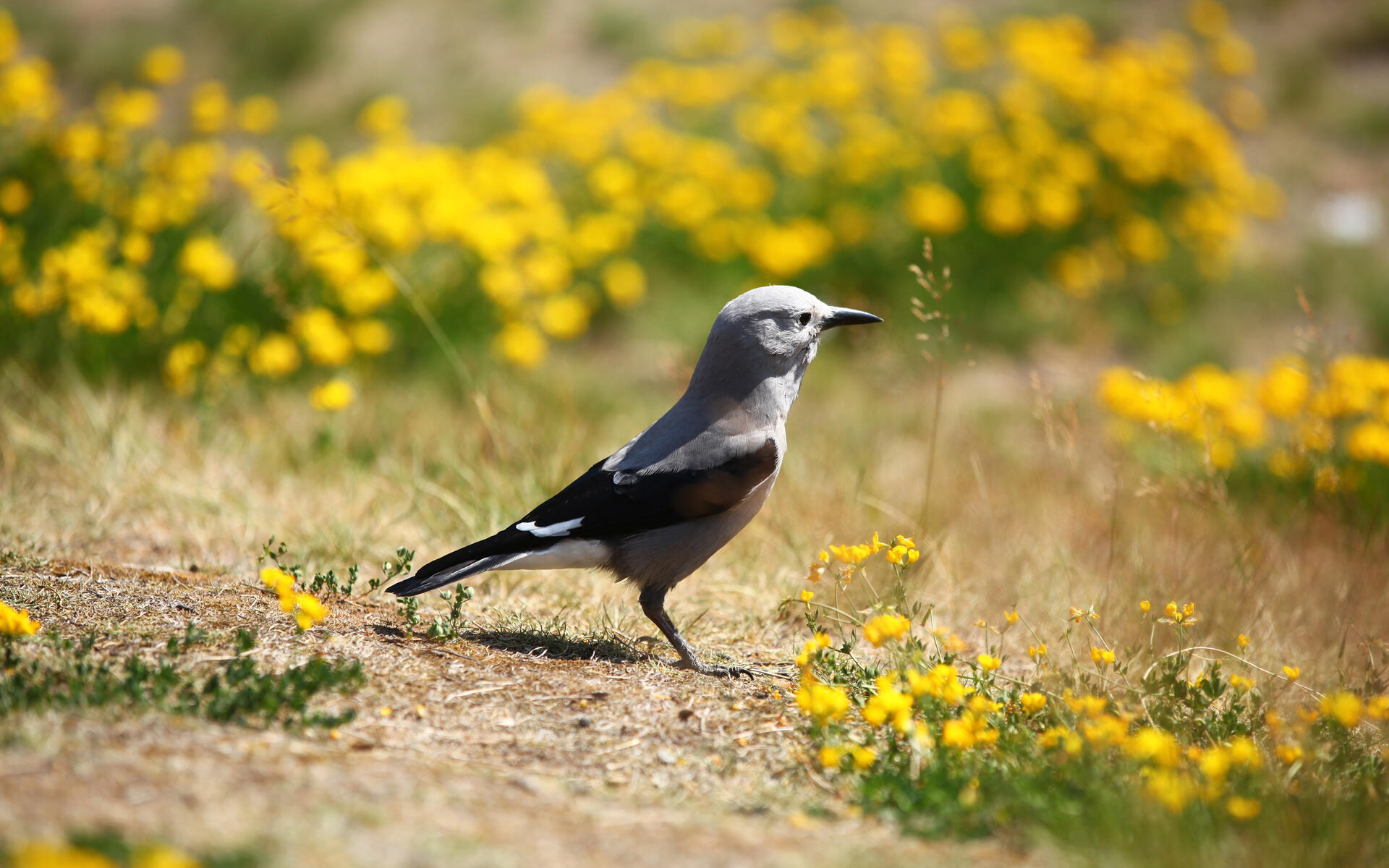 Clark's Nutcracker | Audubon Field Guide