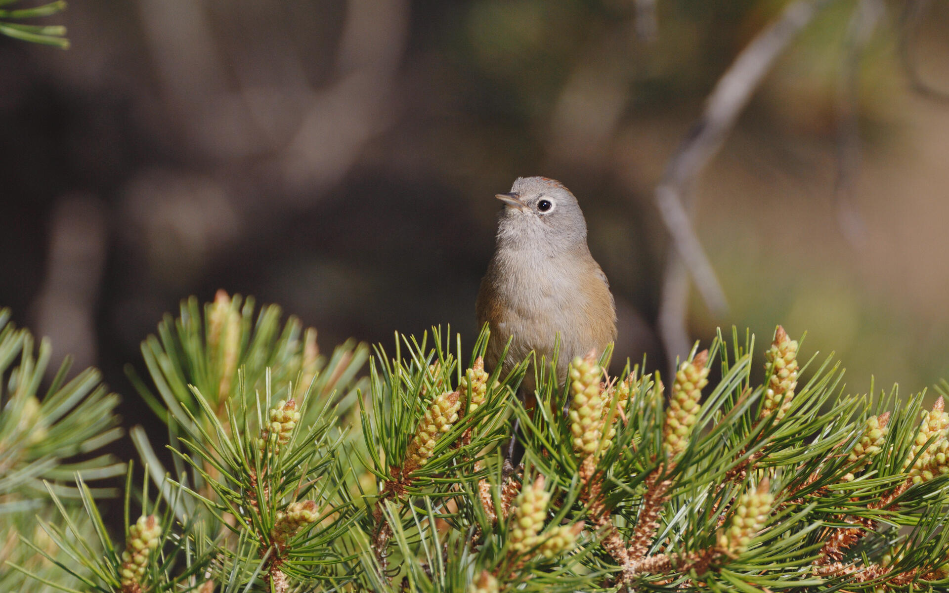 Colima Warbler | Audubon Field Guide