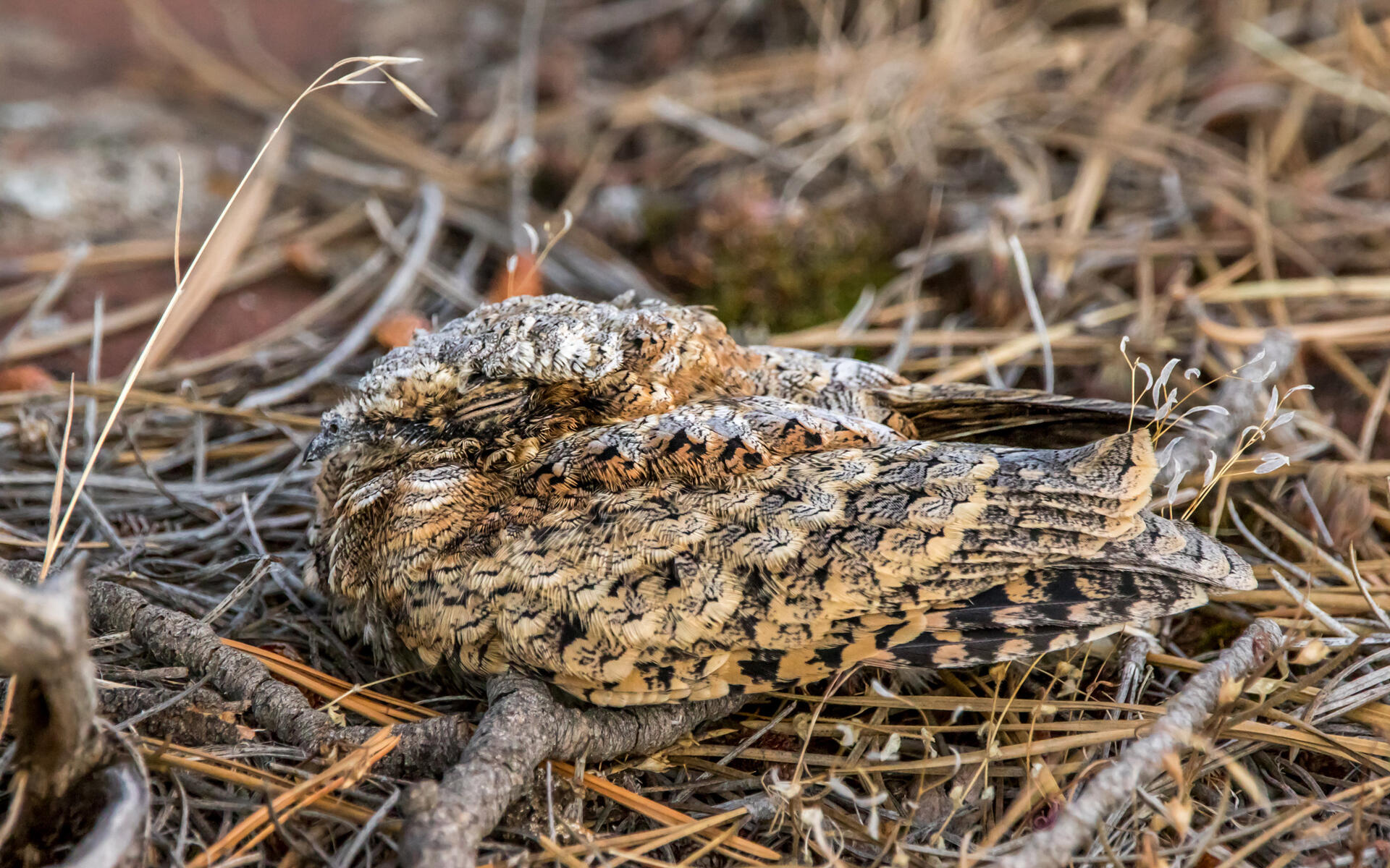Common Poorwill | Audubon Field Guide