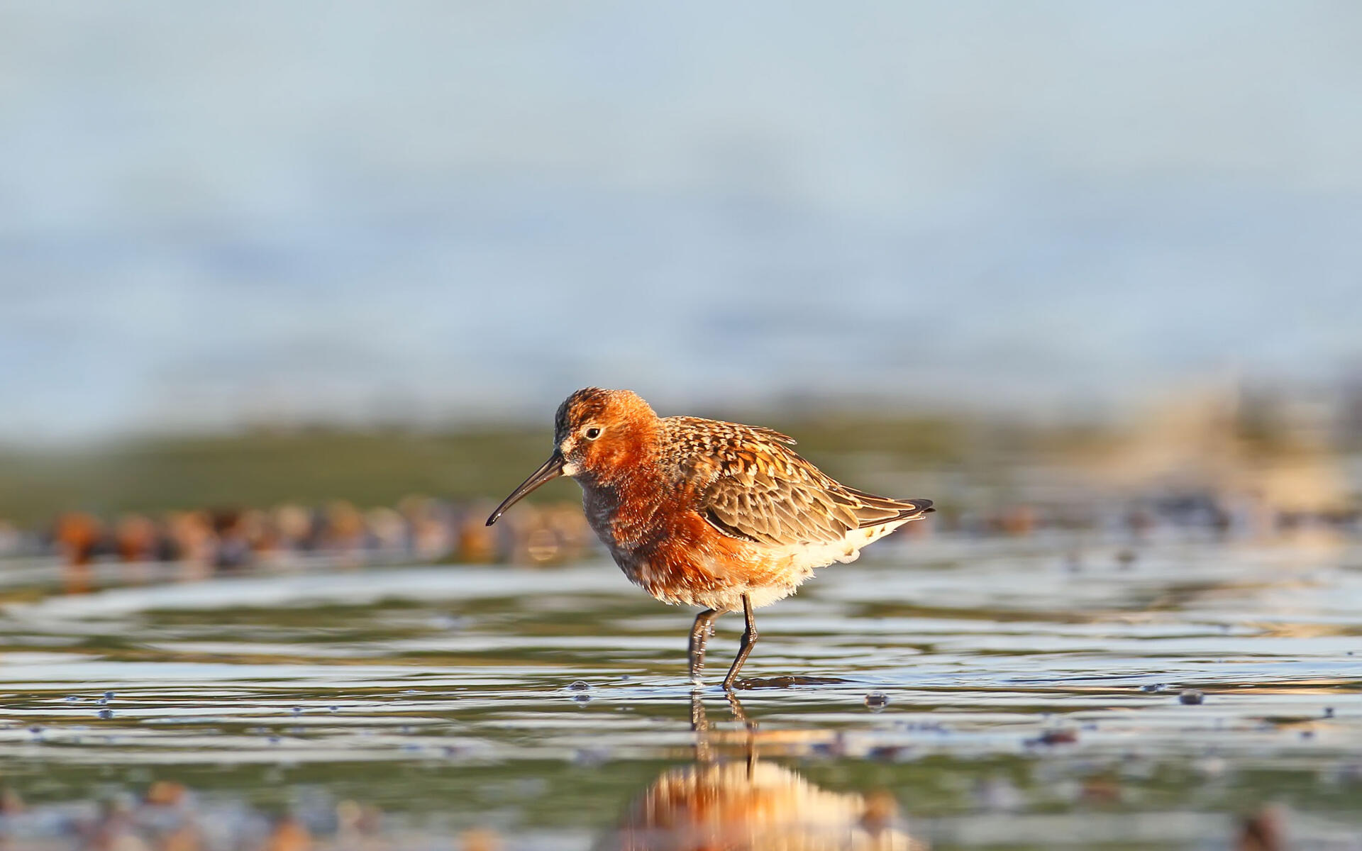 Curlew Sandpiper | Audubon Field Guide