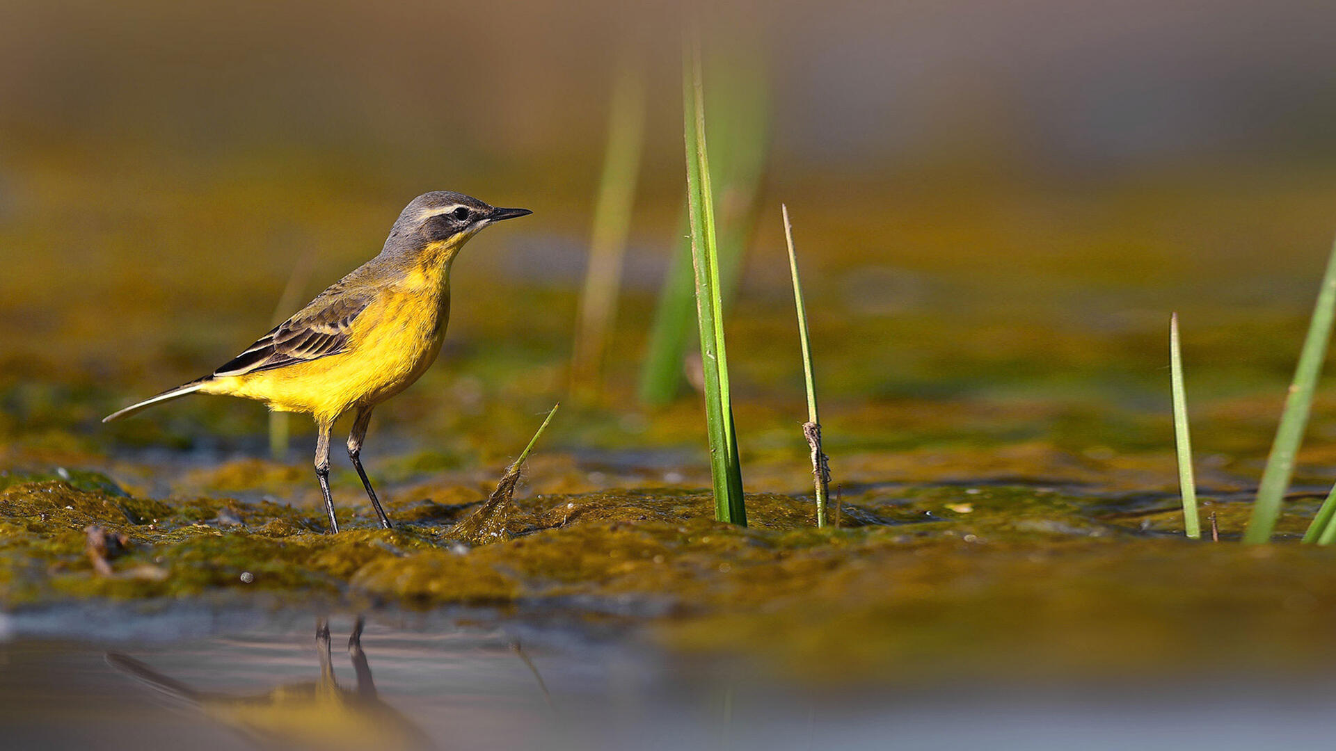 Eastern Yellow Wagtail | Audubon Field Guide