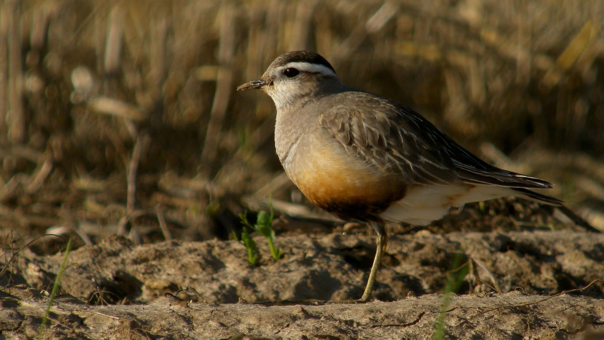 Eurasian Dotterel | Audubon Field Guide