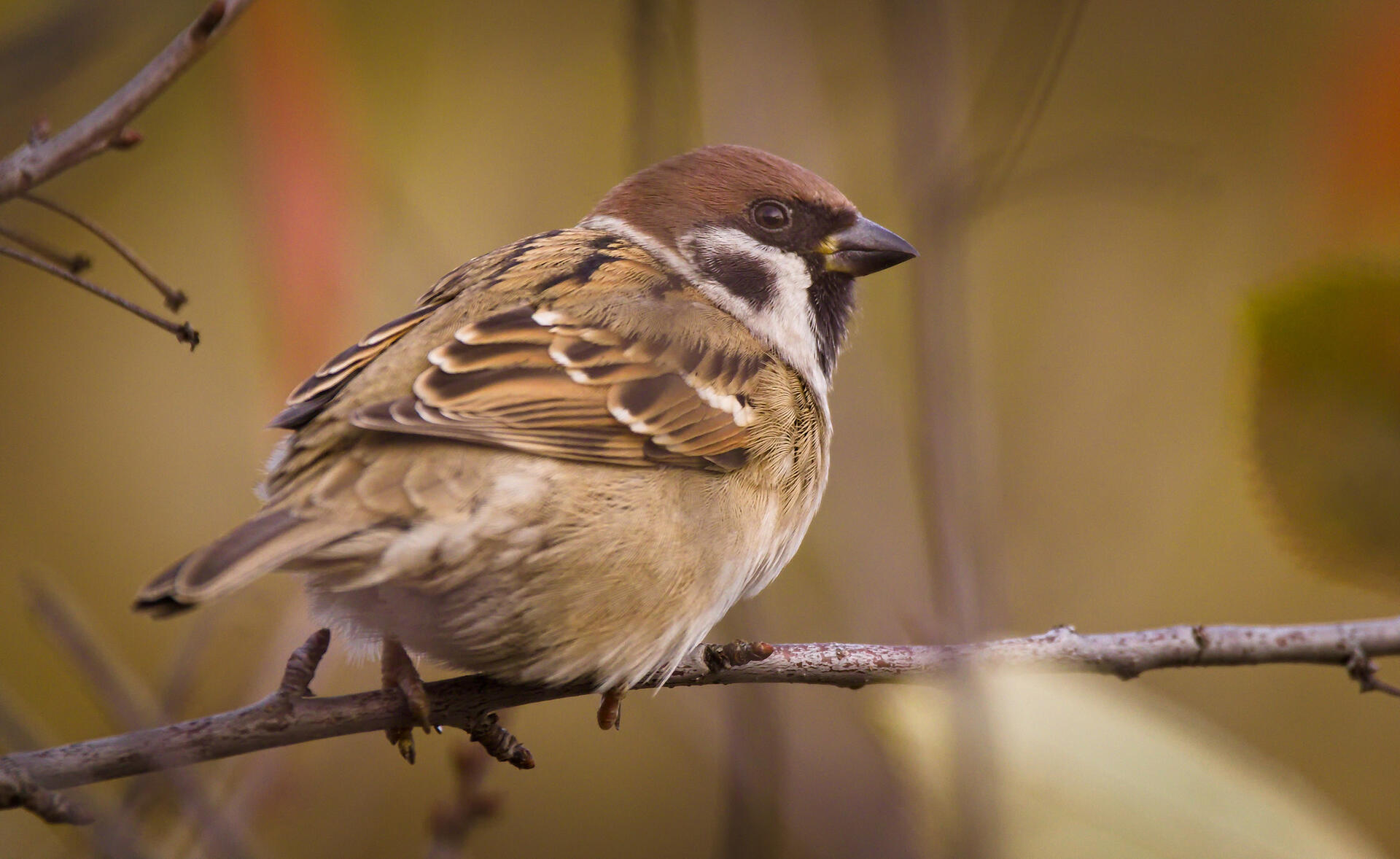 Eurasian Tree Sparrow | Audubon Field Guide