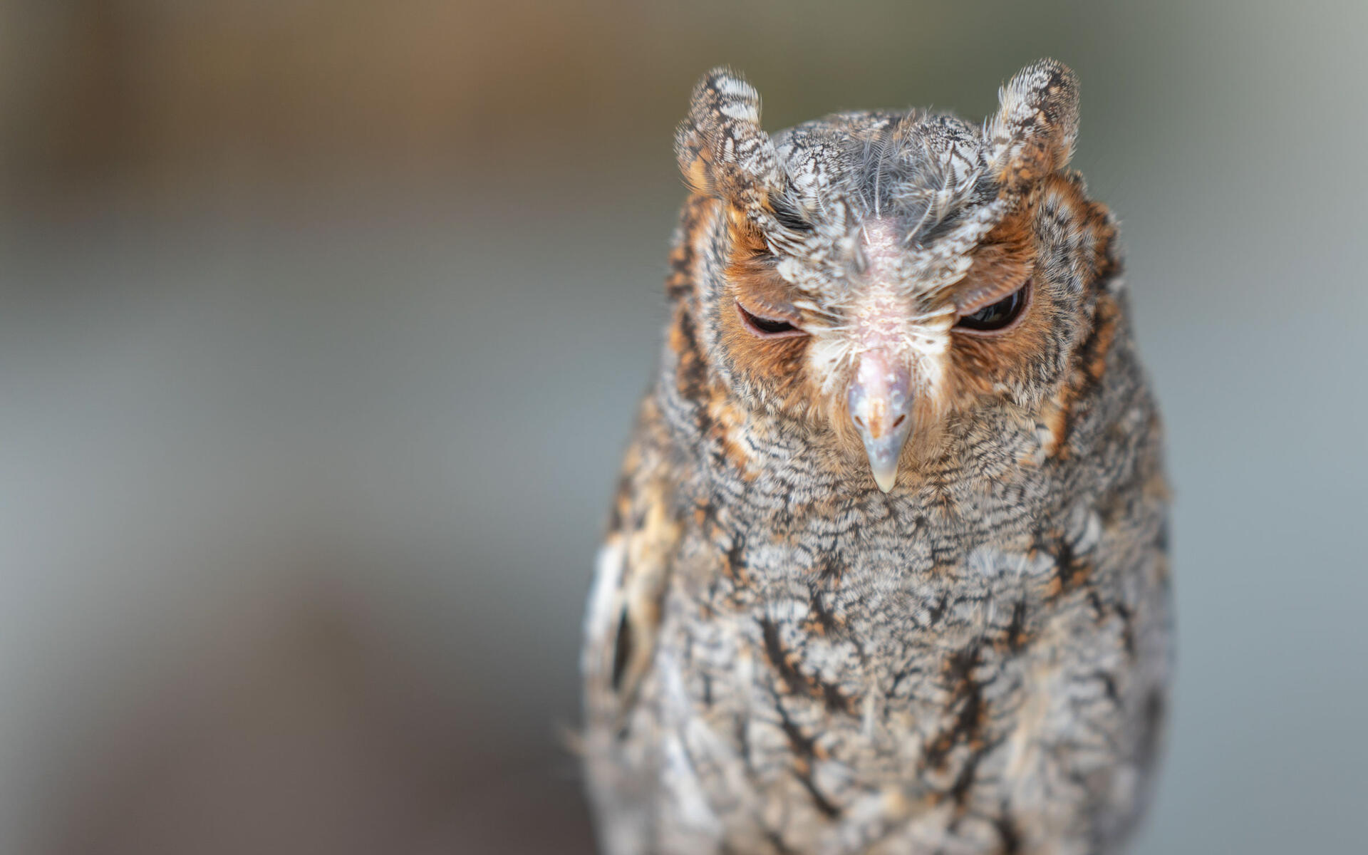 Flammulated Owl | Audubon Field Guide