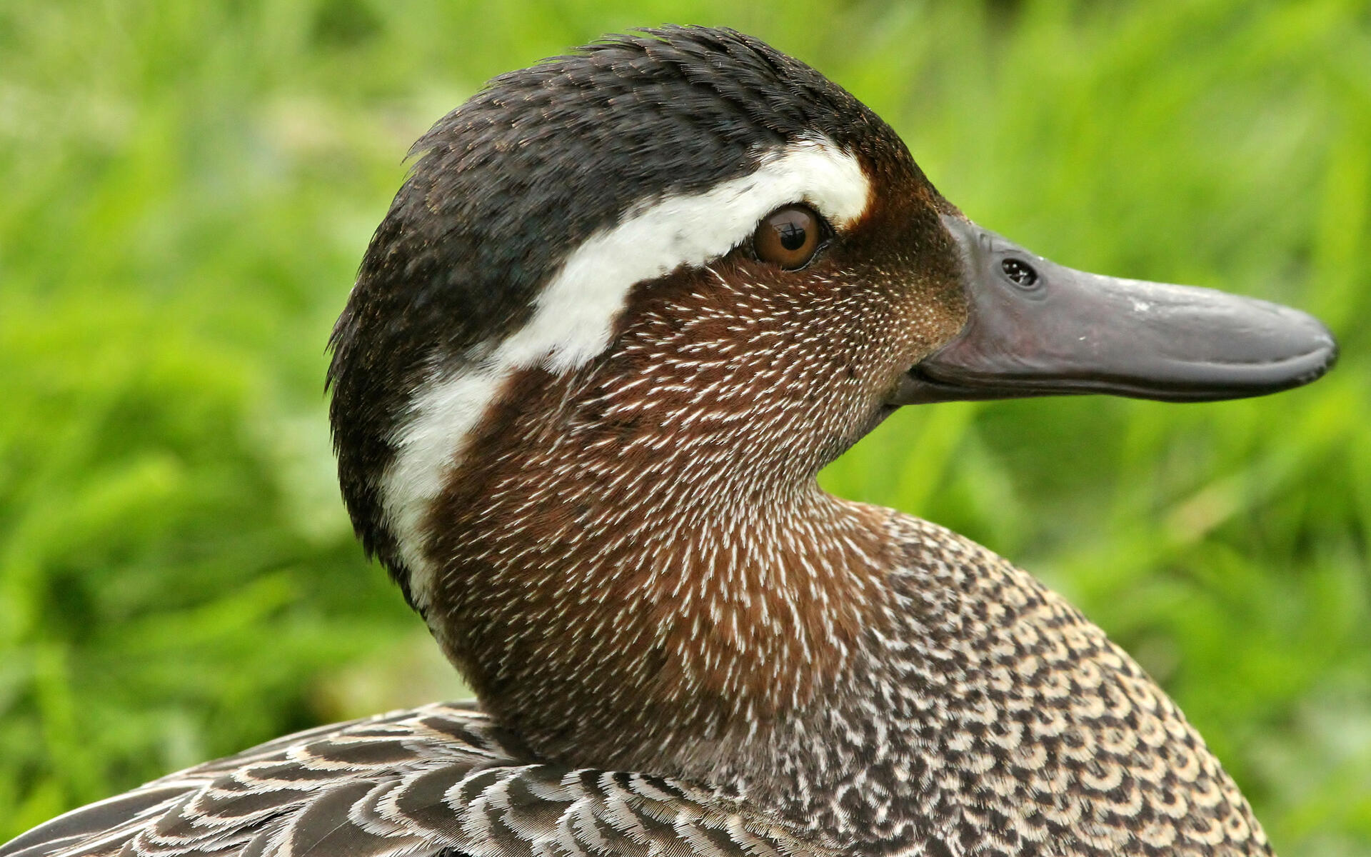 Garganey | Audubon Field Guide