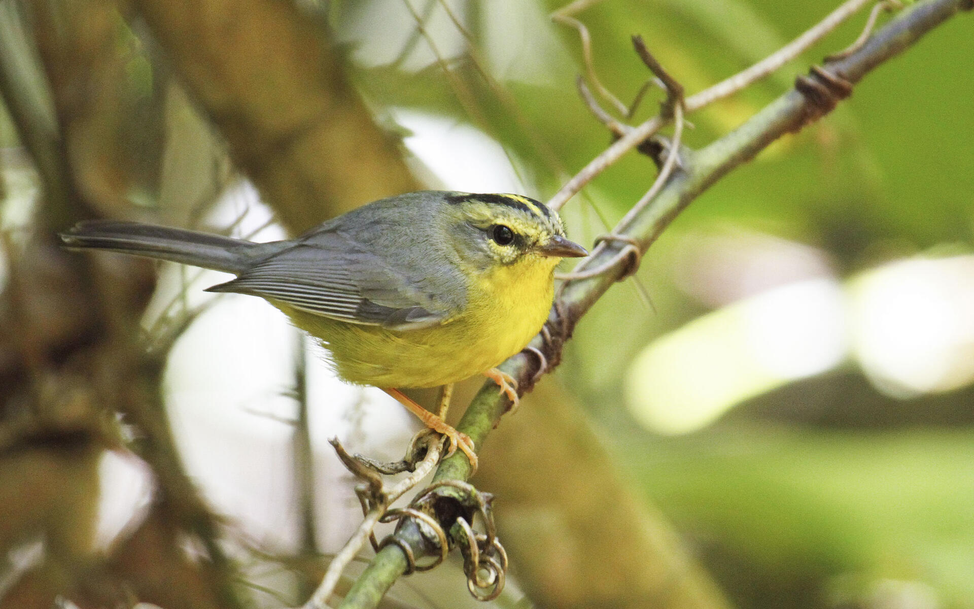 Golden-crowned Warbler | Audubon Field Guide