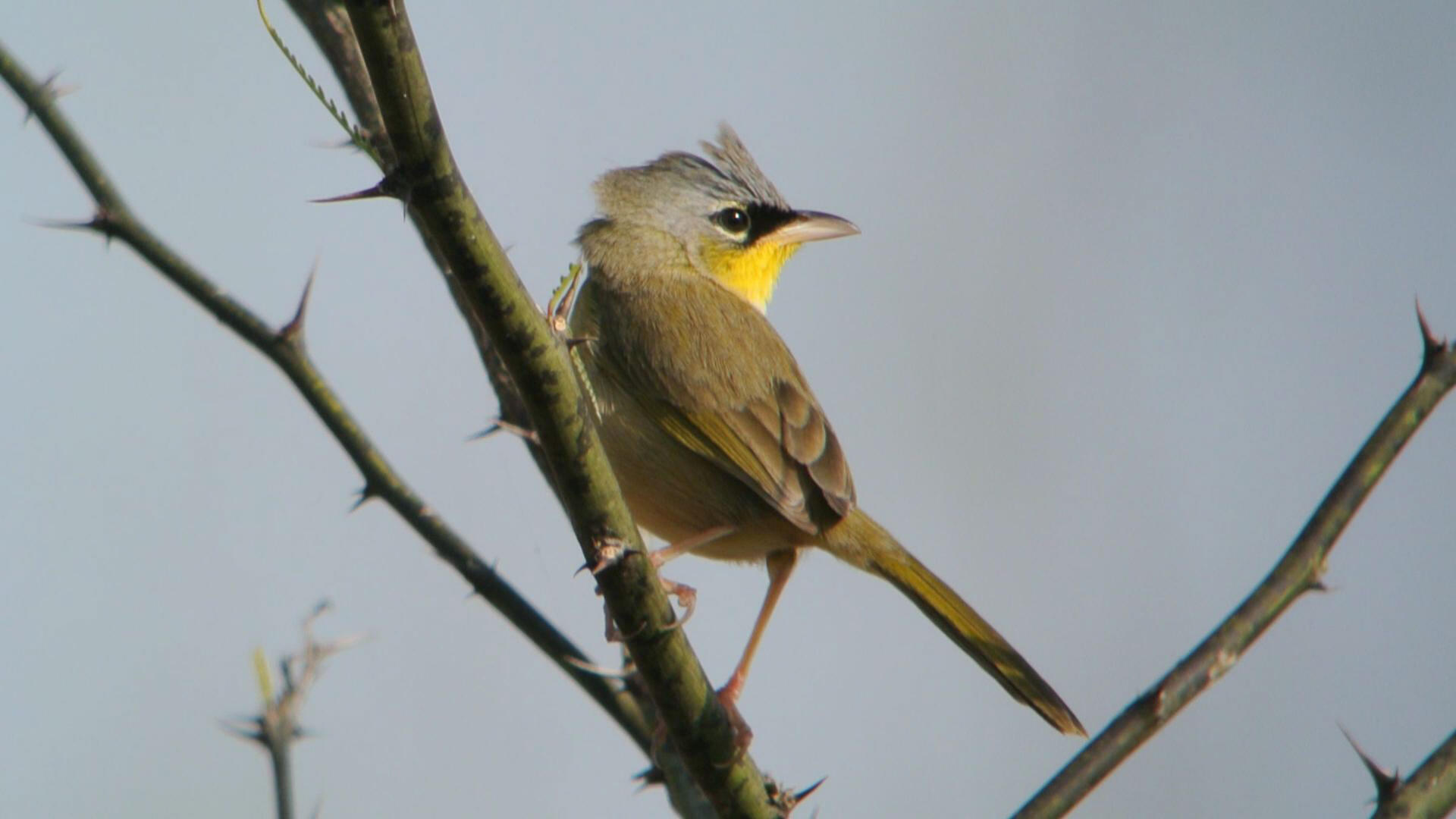 Gray-crowned Yellowthroat | Audubon Field Guide