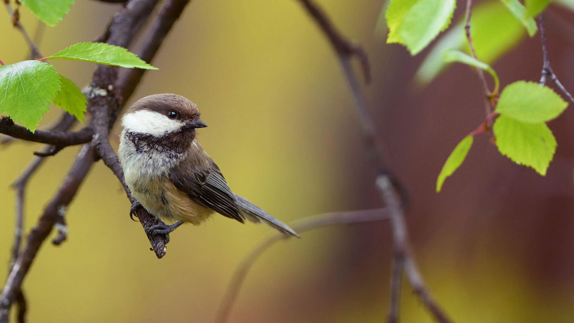 Gray-headed Chickadee | Audubon Field Guide