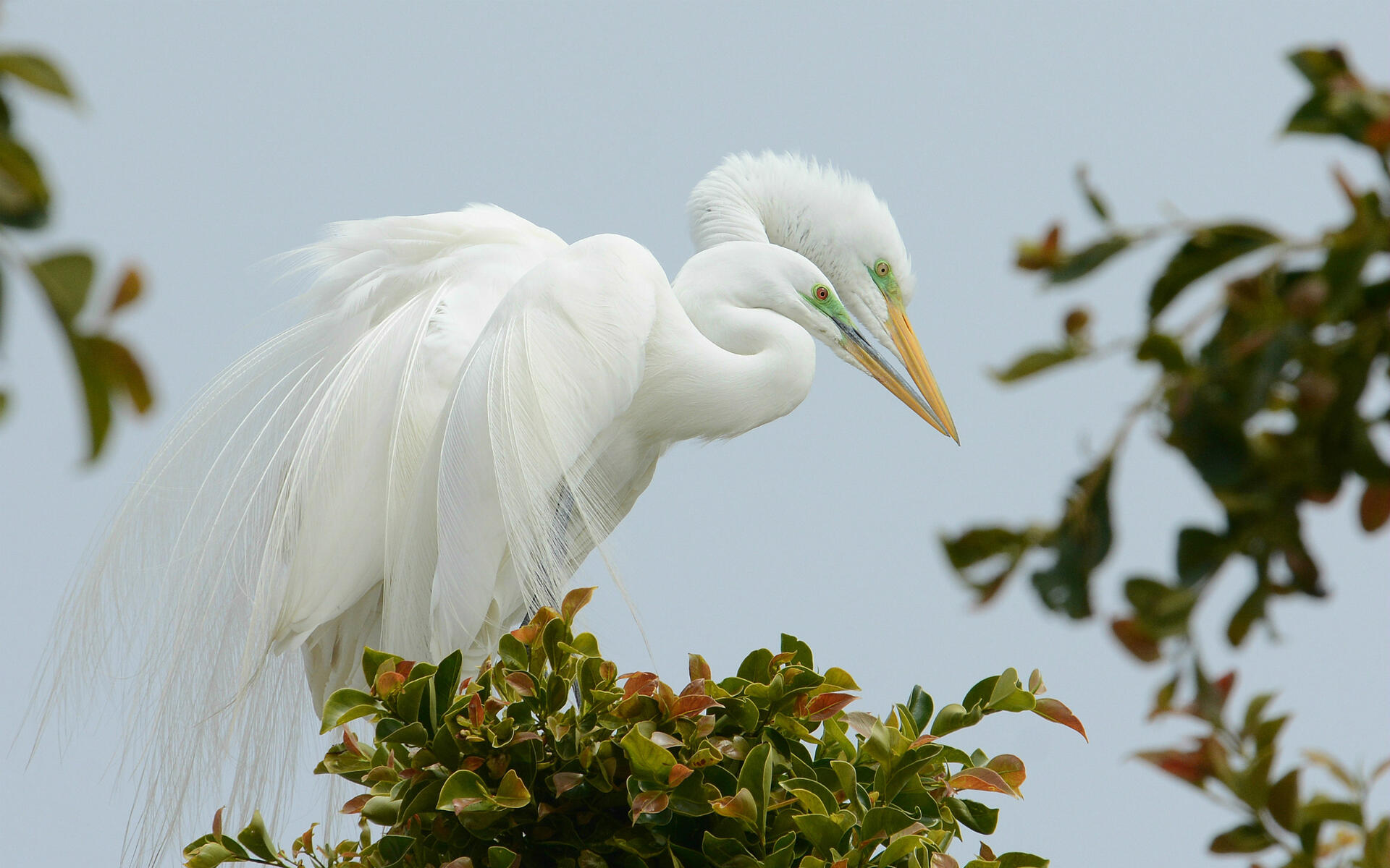 Great Egret | Audubon Field Guide