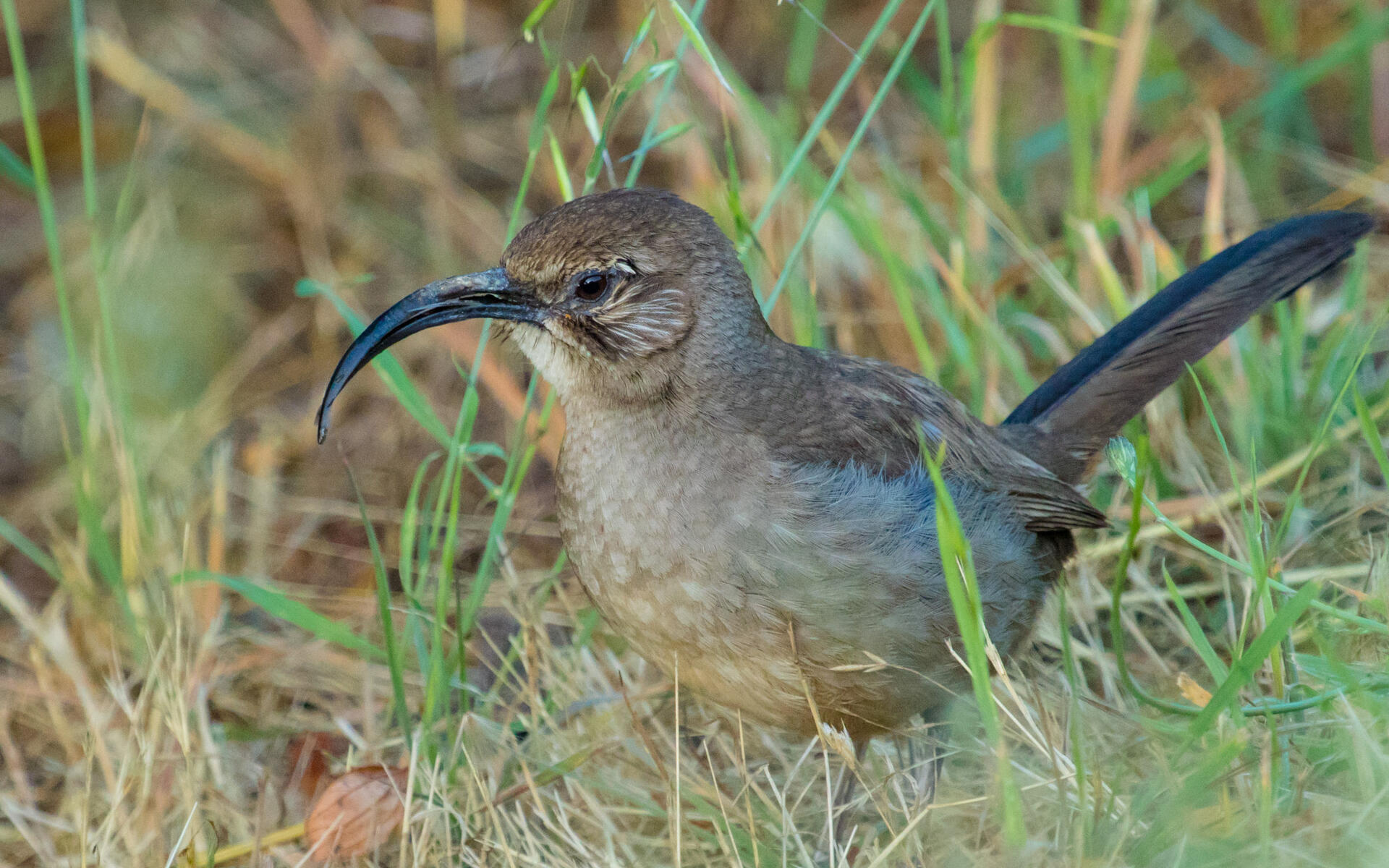 California Thrasher | Audubon Field Guide