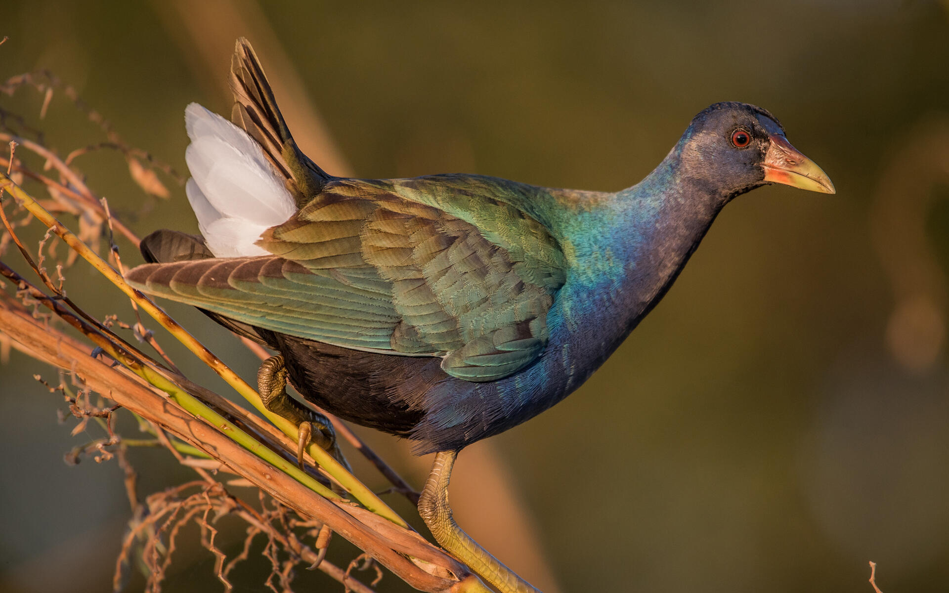 Purple Gallinule | Audubon Field Guide