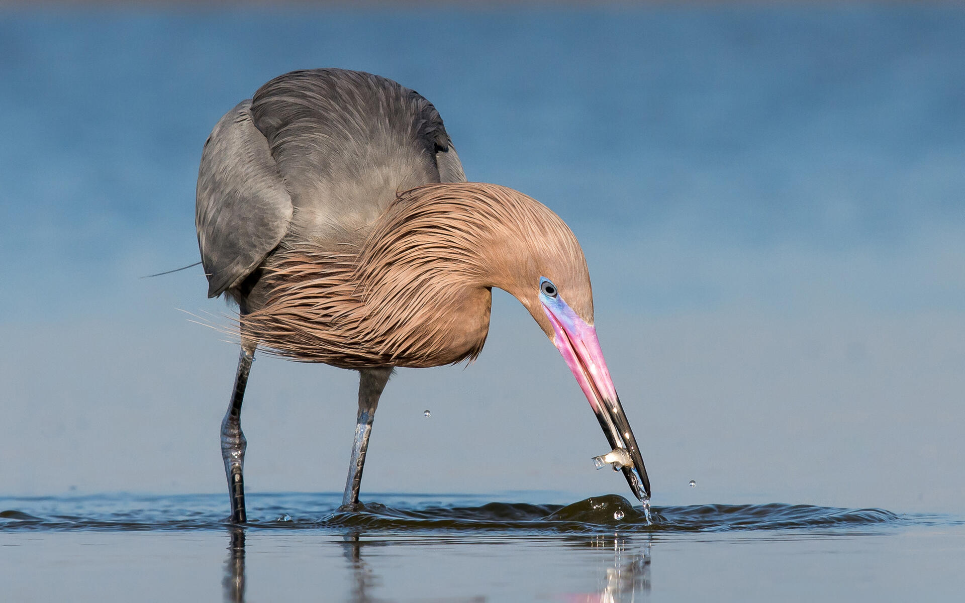 Reddish Egret | Audubon Field Guide