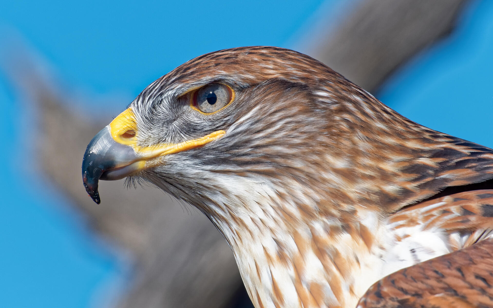 Ferruginous Hawk | Audubon Field Guide