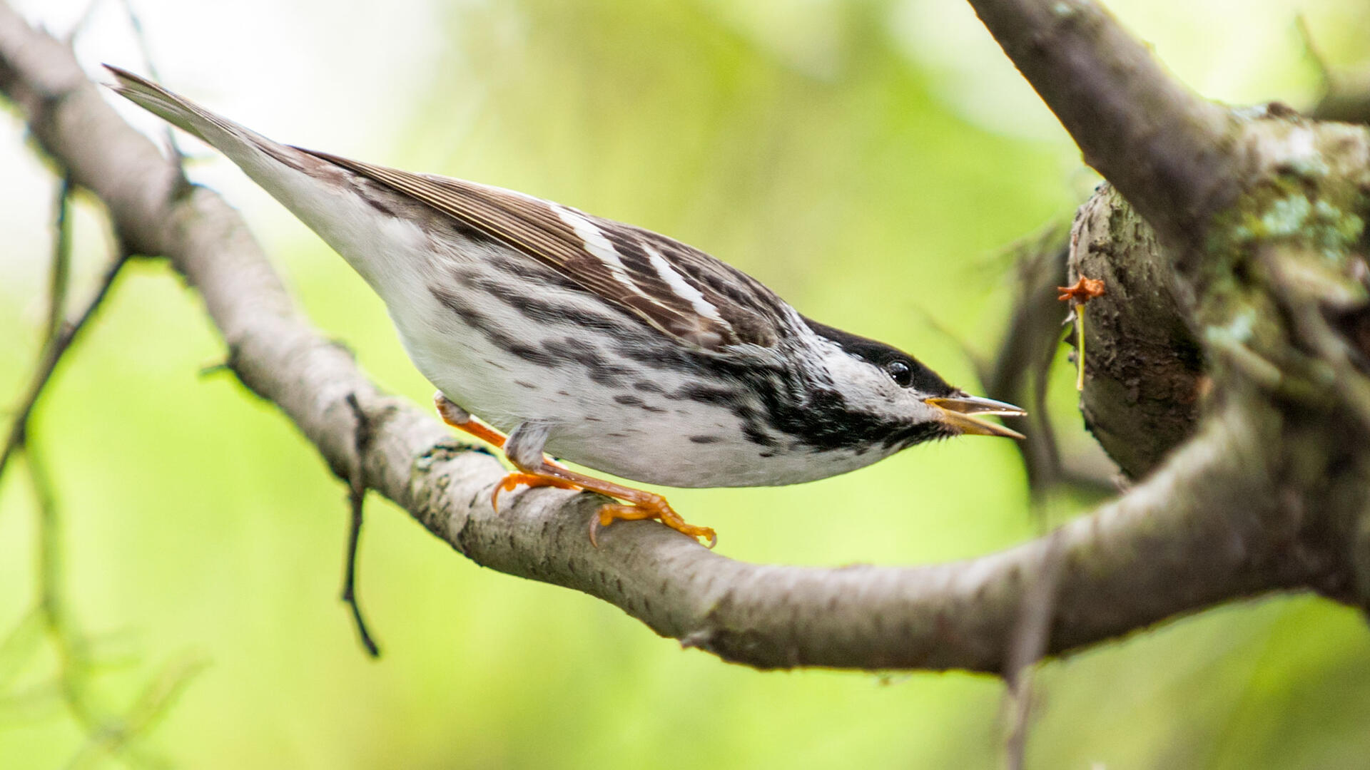 Blackpoll Warbler | Audubon Field Guide