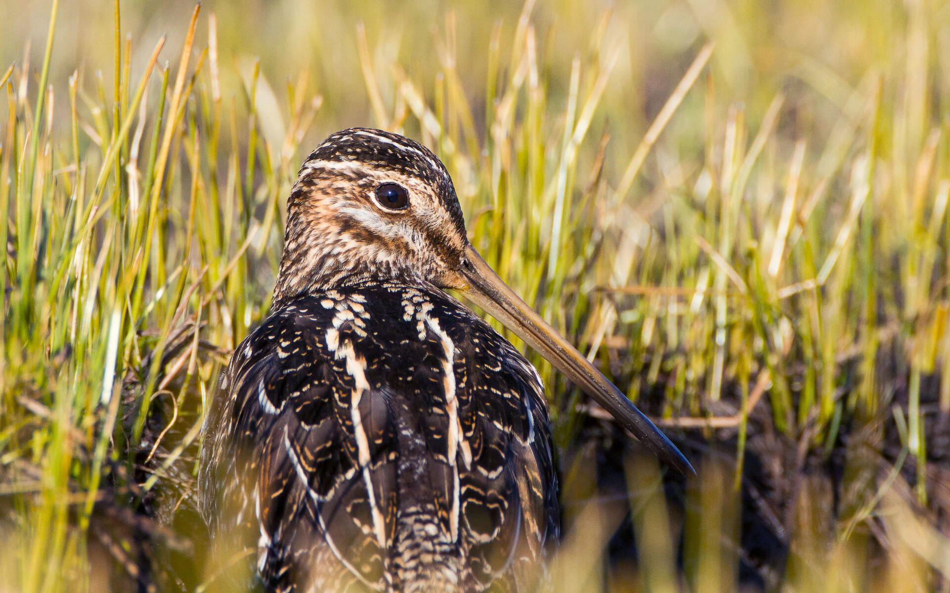 Wilson's Snipe | Audubon Field Guide