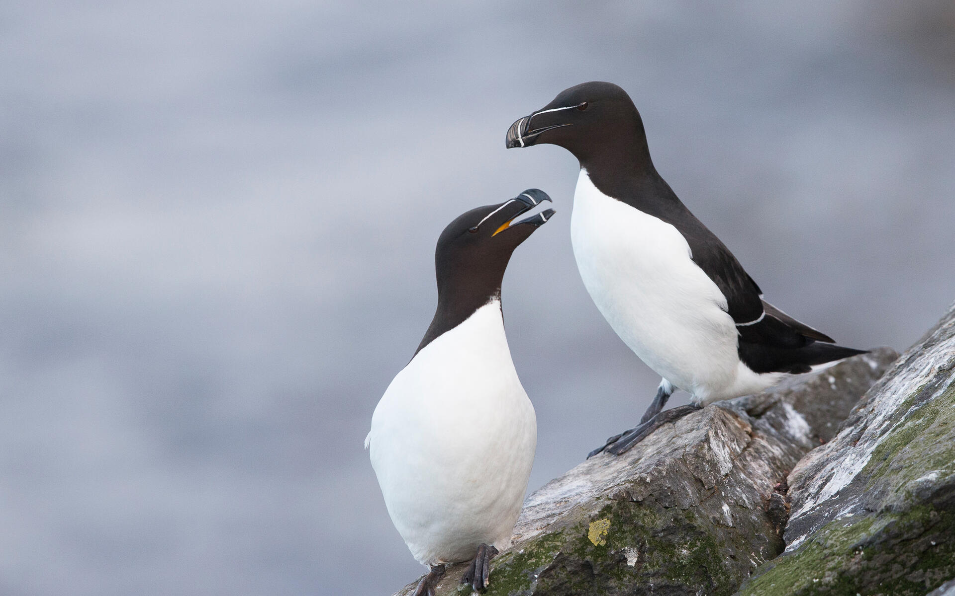 Razorbill | Audubon Field Guide