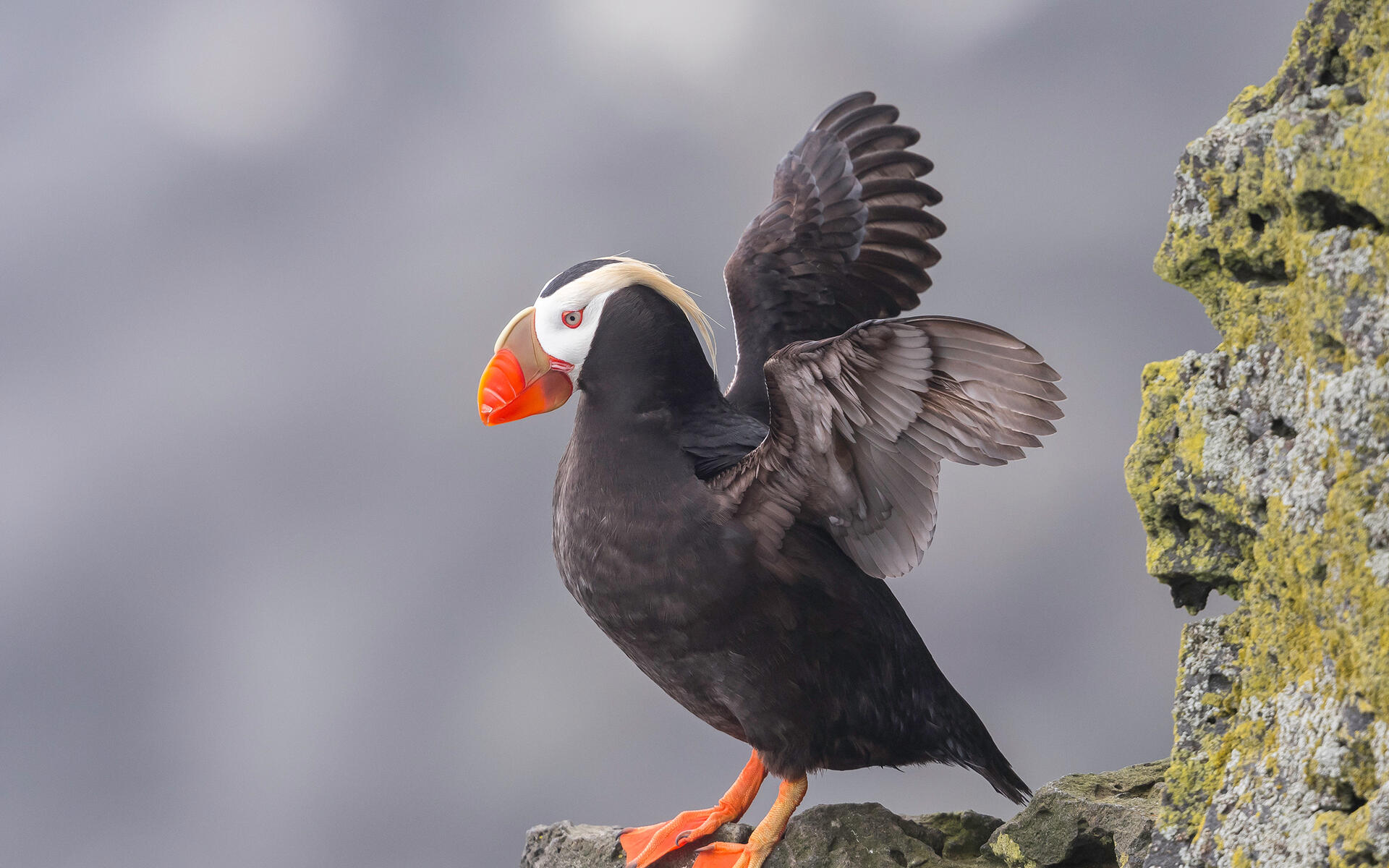45 Hilarious Tufted Puffin Puns - Punstoppable 🛑