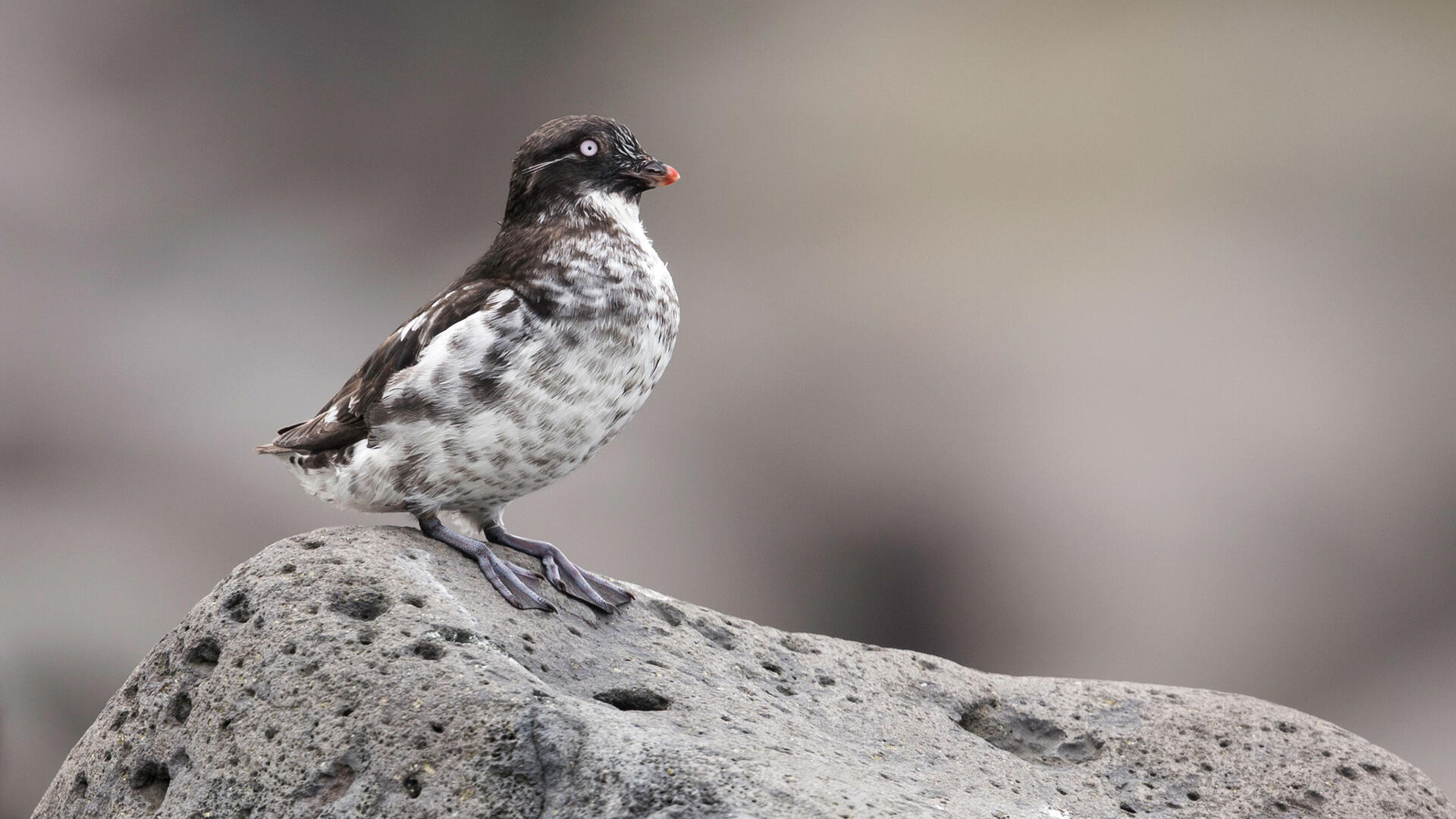 Least Auklet | Audubon Field Guide