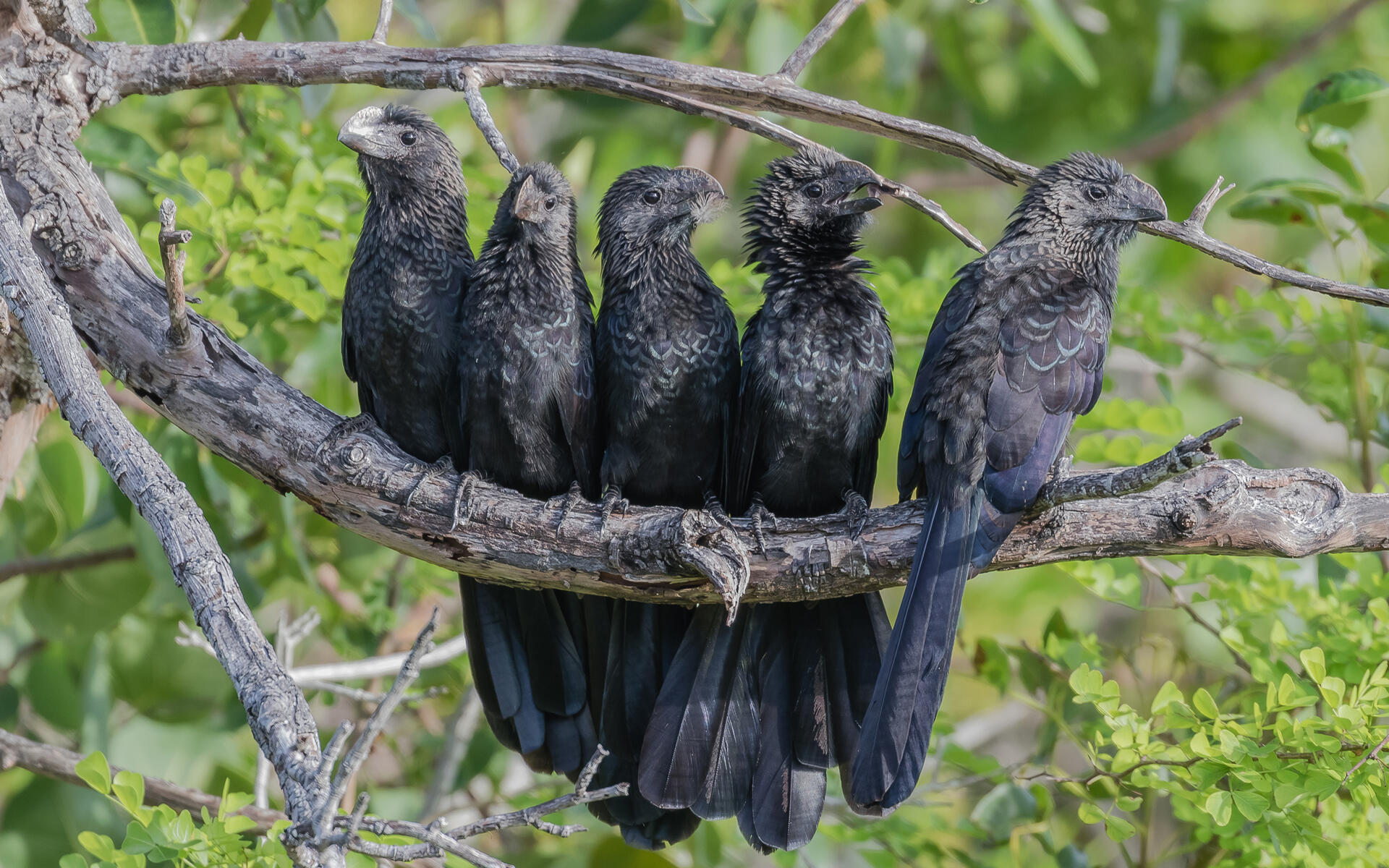Smooth-billed Ani | Audubon Field Guide