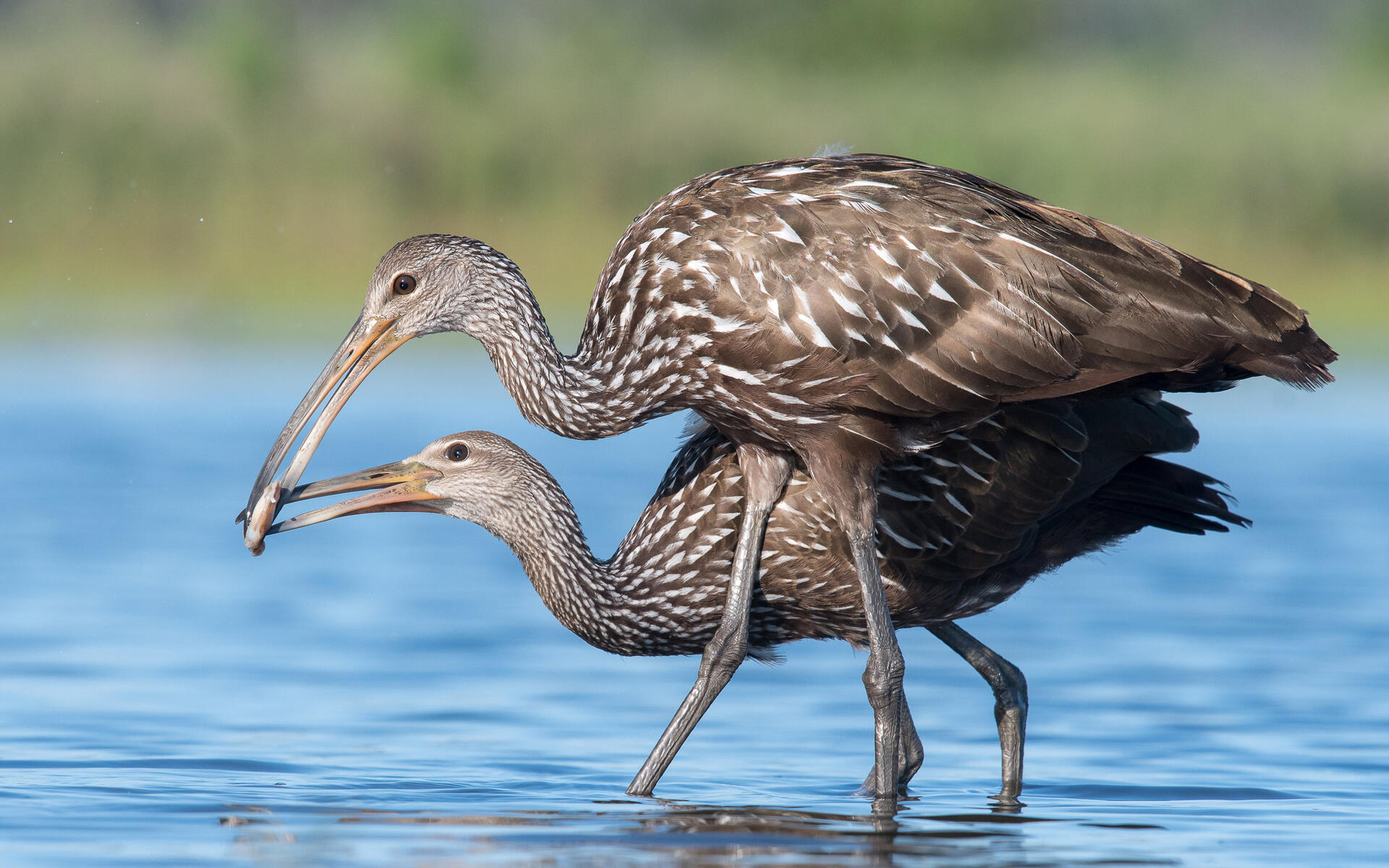 Limpkin | Audubon Field Guide