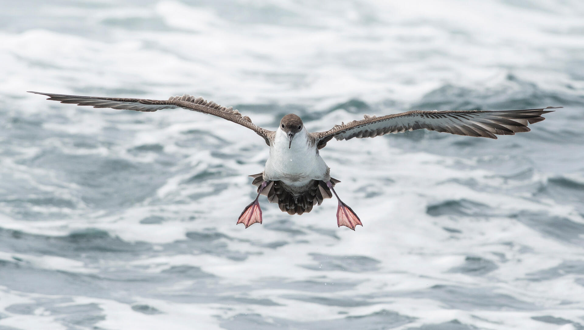 Great Shearwater | Audubon Field Guide