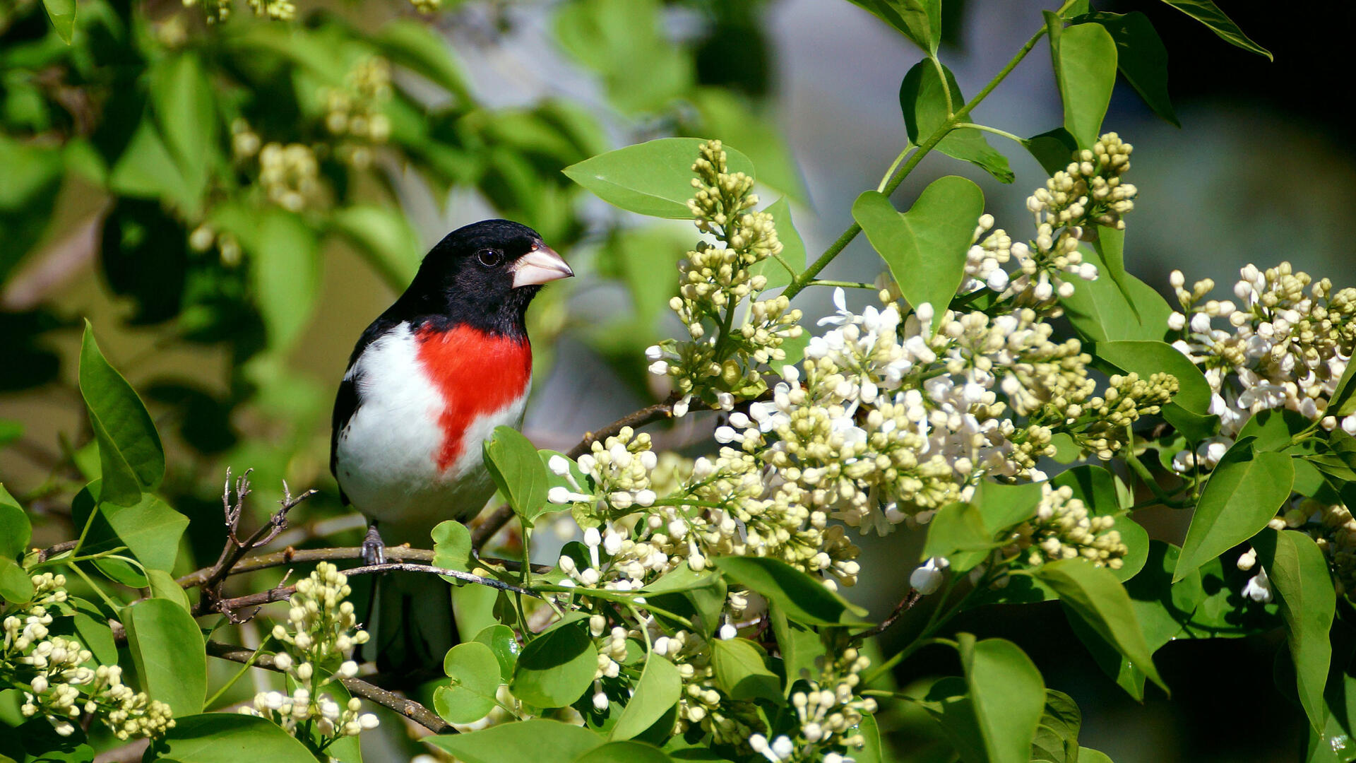 Rose-breasted Grosbeak | Audubon Field Guide