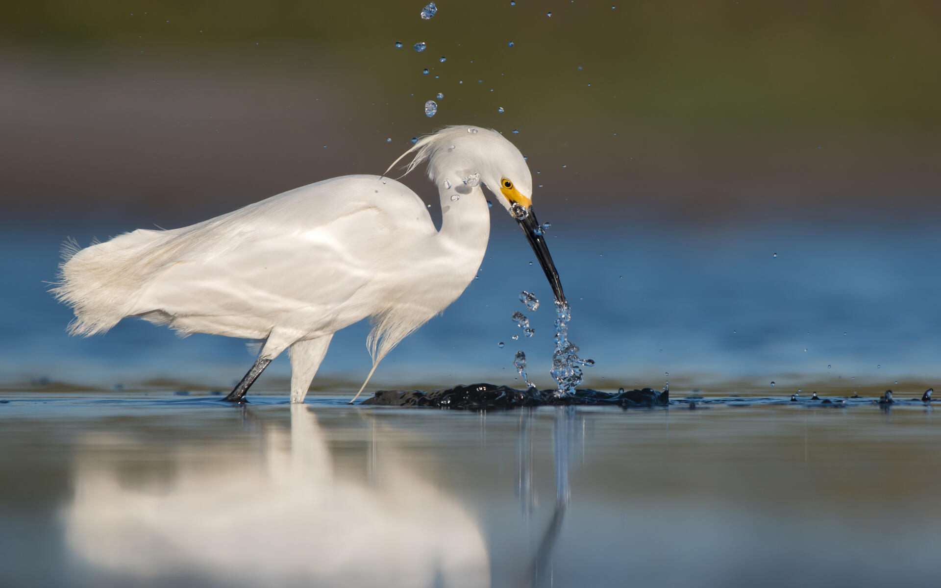 Snowy Egret | Audubon Field Guide