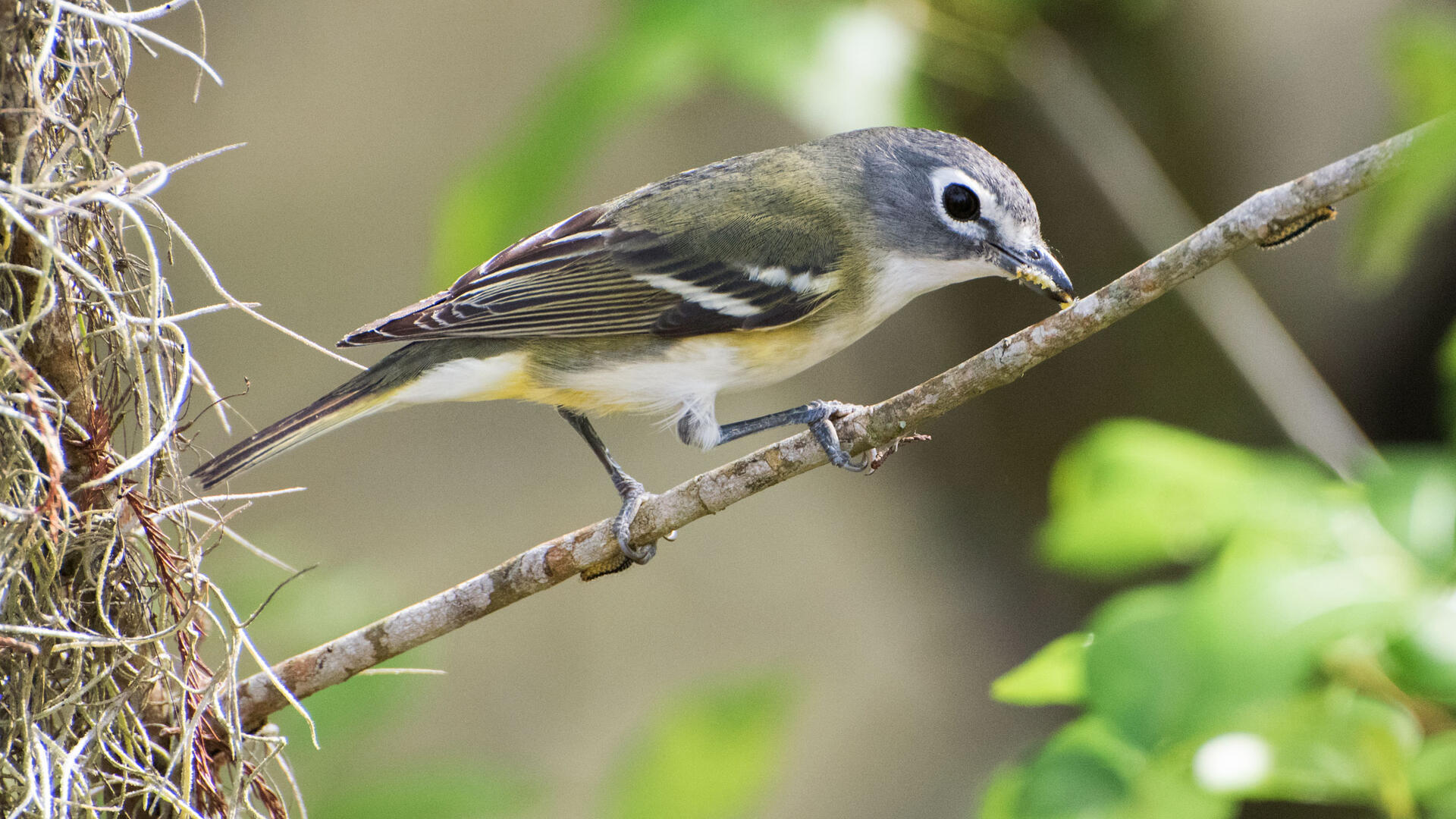 Blue-headed Vireo | Audubon Field Guide