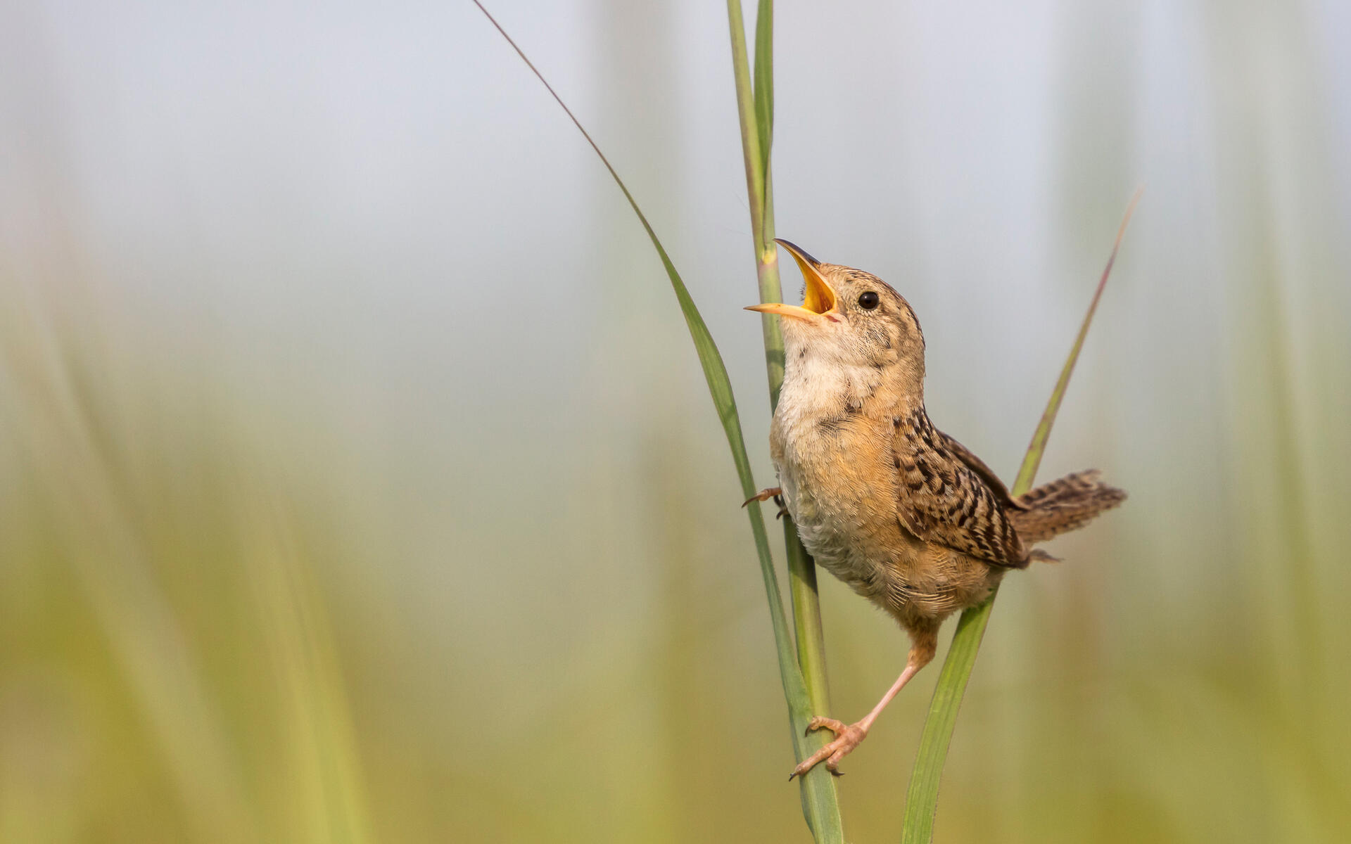 Sedge Wren | Audubon Field Guide