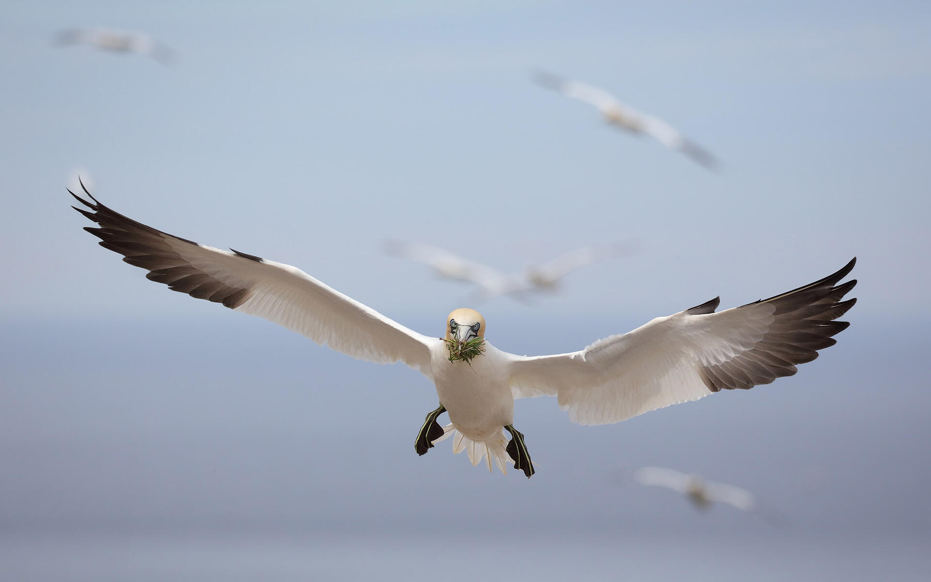 Northern Gannet | Audubon Field Guide