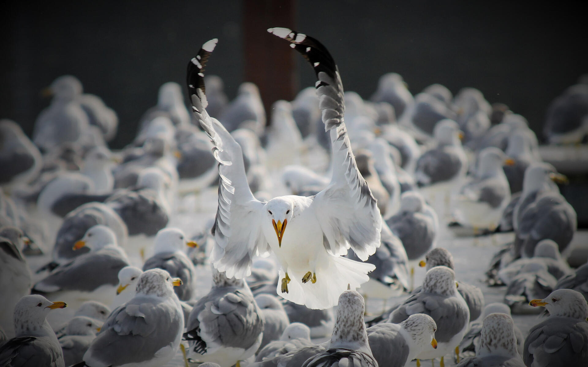 California Gull | Audubon Field Guide