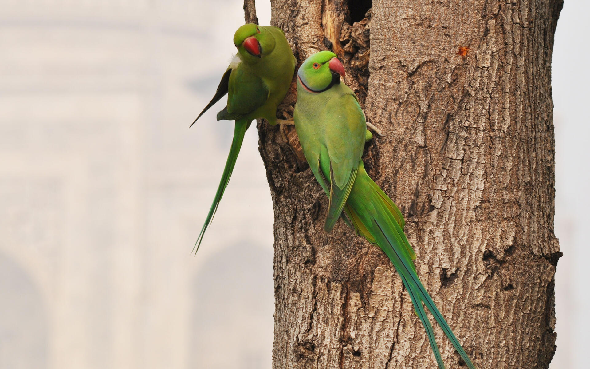 Cotorra De Kramer | Guía de Aves