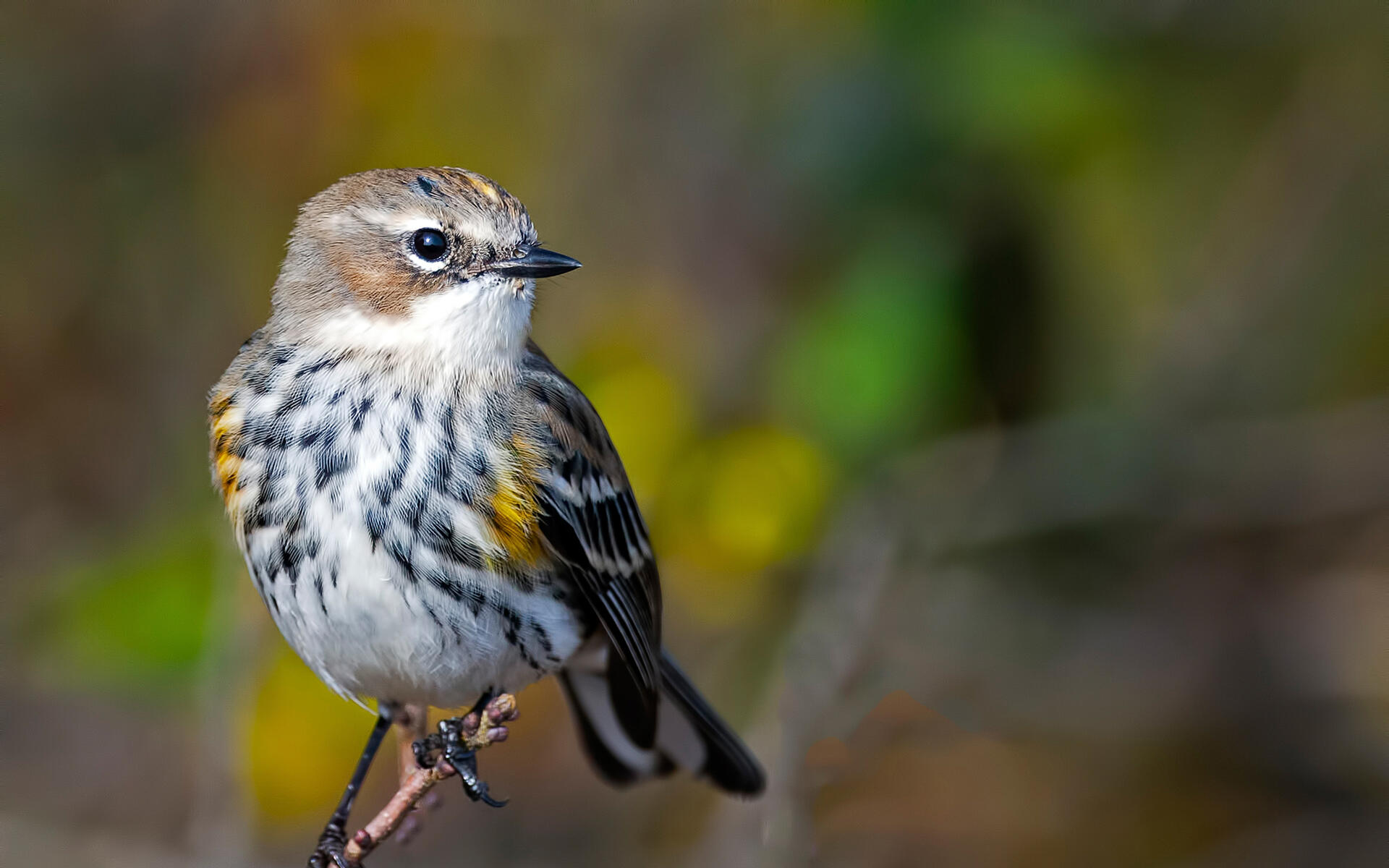 Yellow-rumped Warbler | Audubon Field Guide
