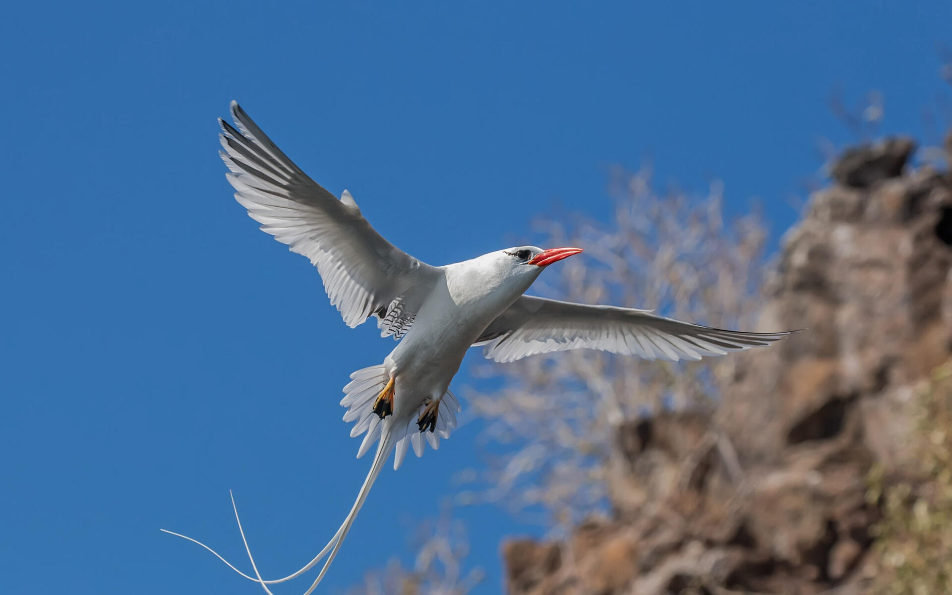 Rabijunco Pico Rojo | Guía de Aves