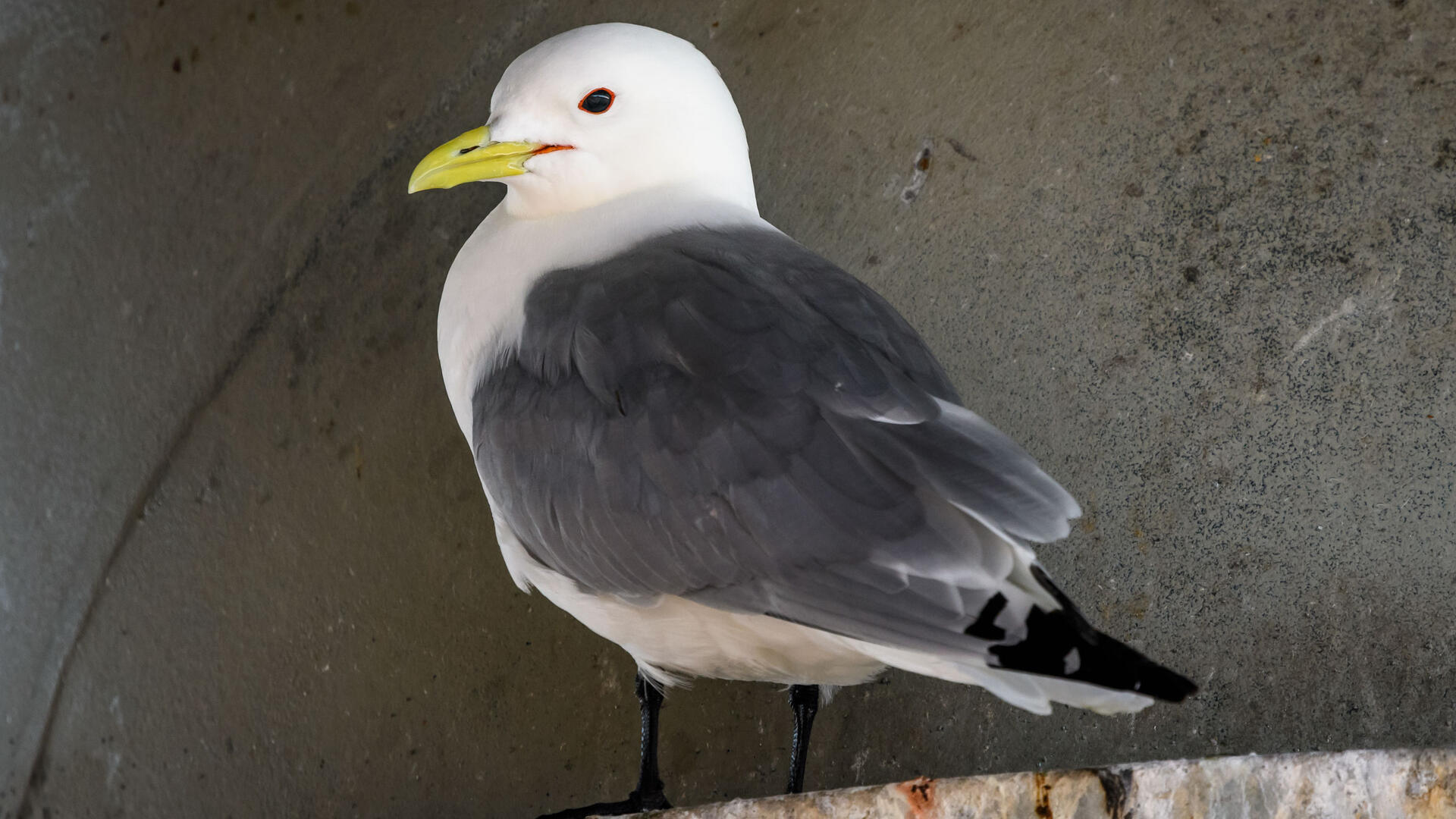 Black-legged Kittiwake | Audubon Field Guide