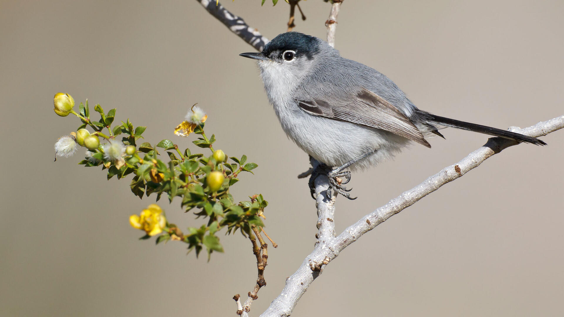 Black-tailed Gnatcatcher | Audubon Field Guide