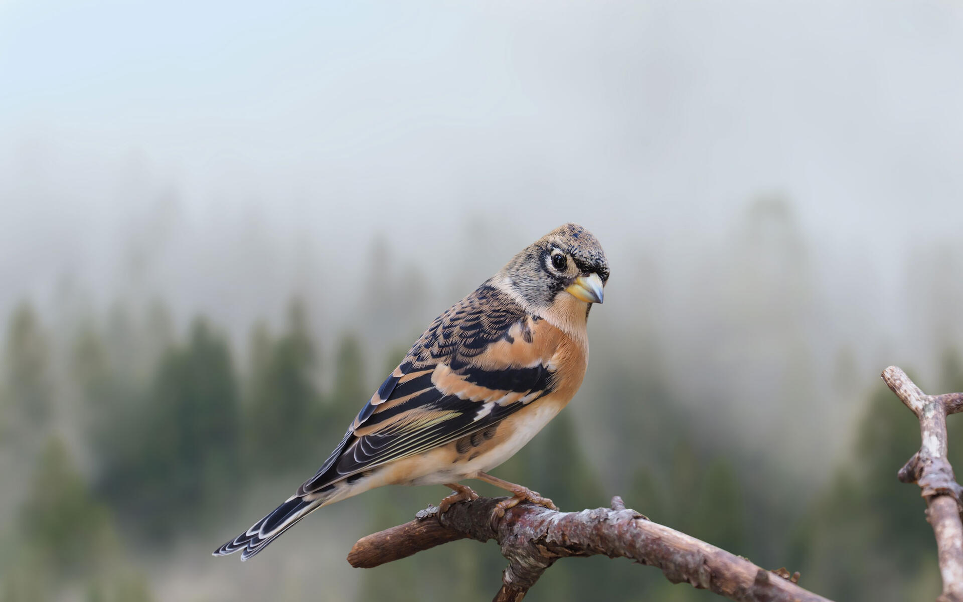 Pinzón Real | Guía de Aves