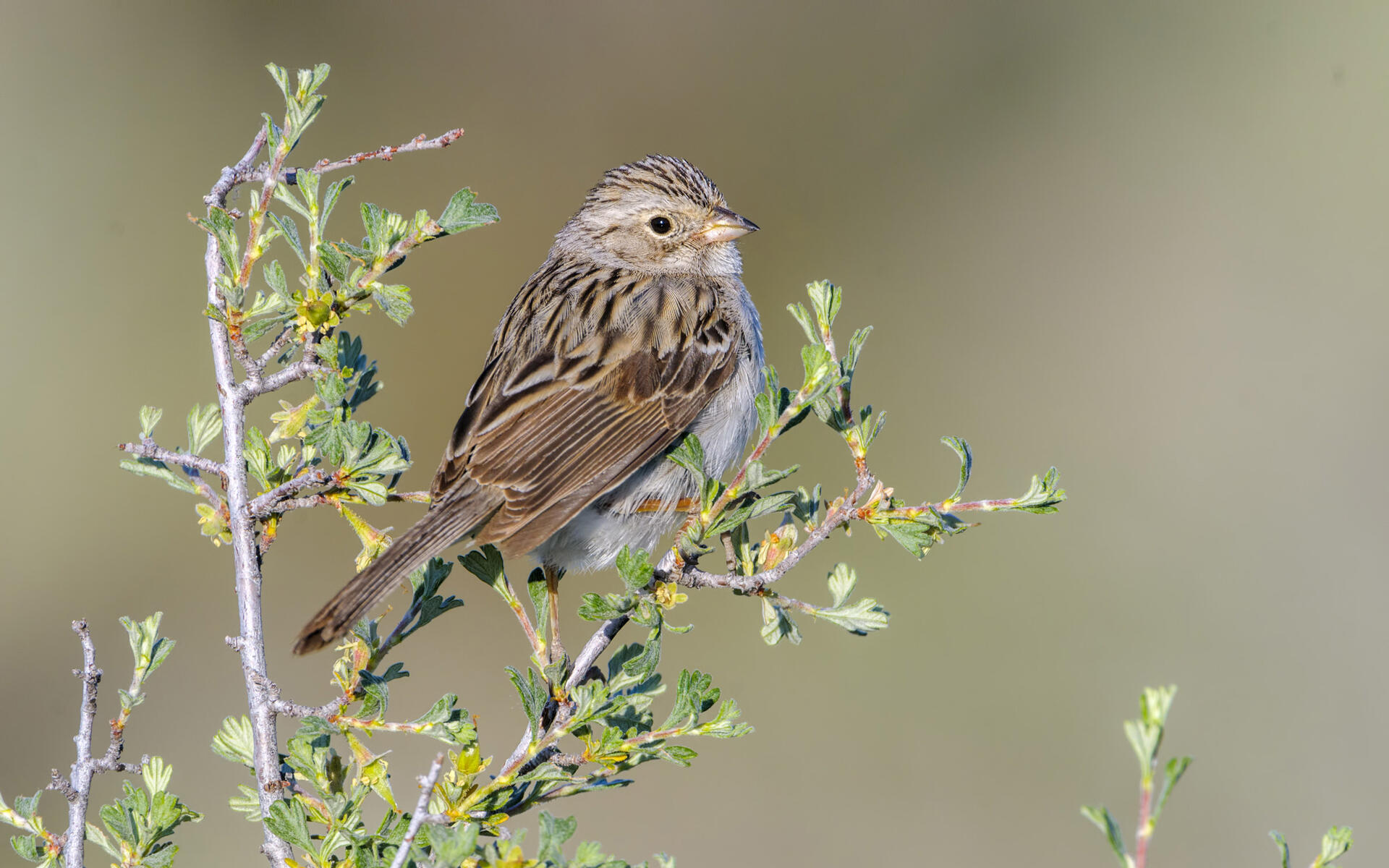 Brewer's Sparrow | Audubon Field Guide