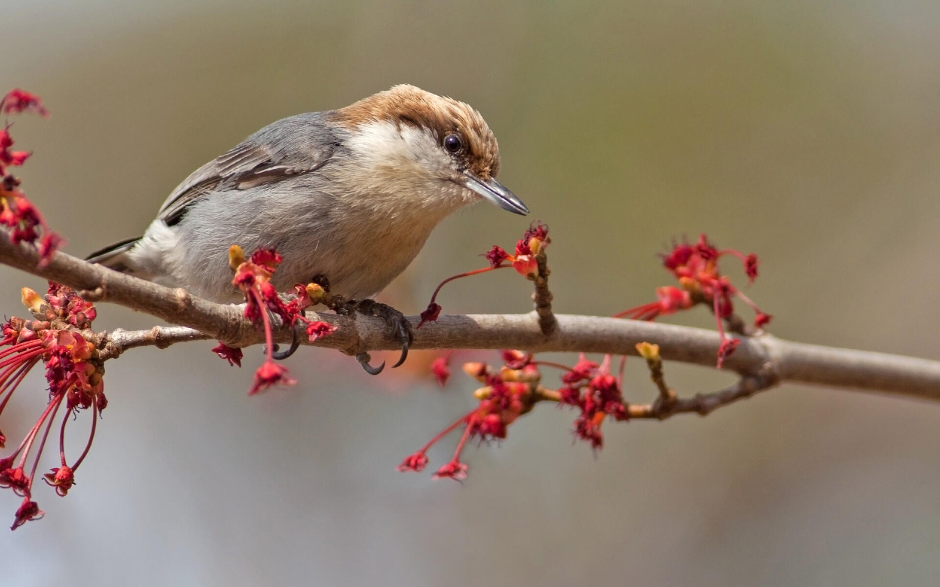 Brown-headed Nuthatch | Audubon Field Guide