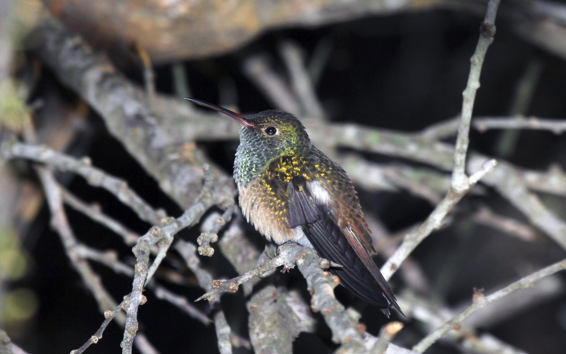 Colibrí Vientre Canelo | Guía de Aves