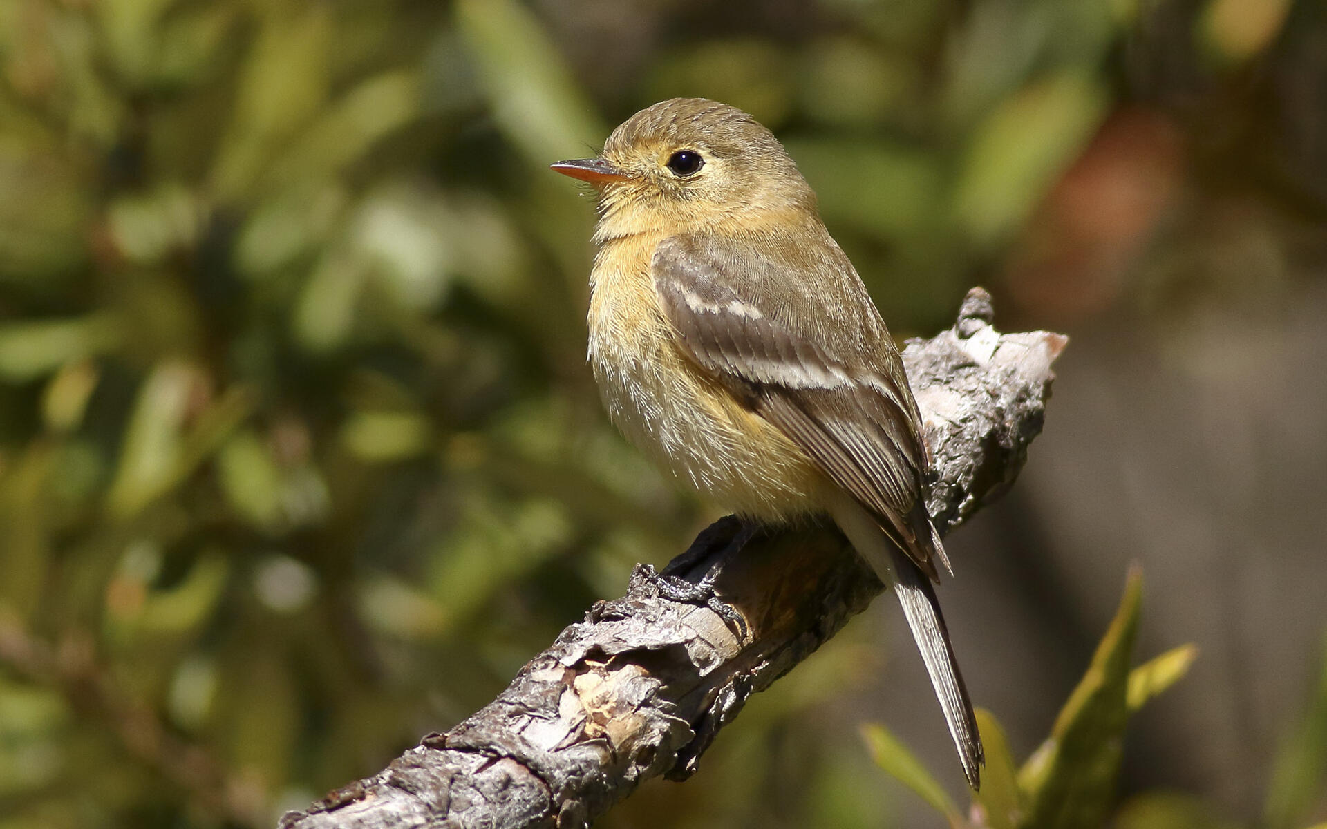 Buff-breasted Flycatcher | Audubon Field Guide