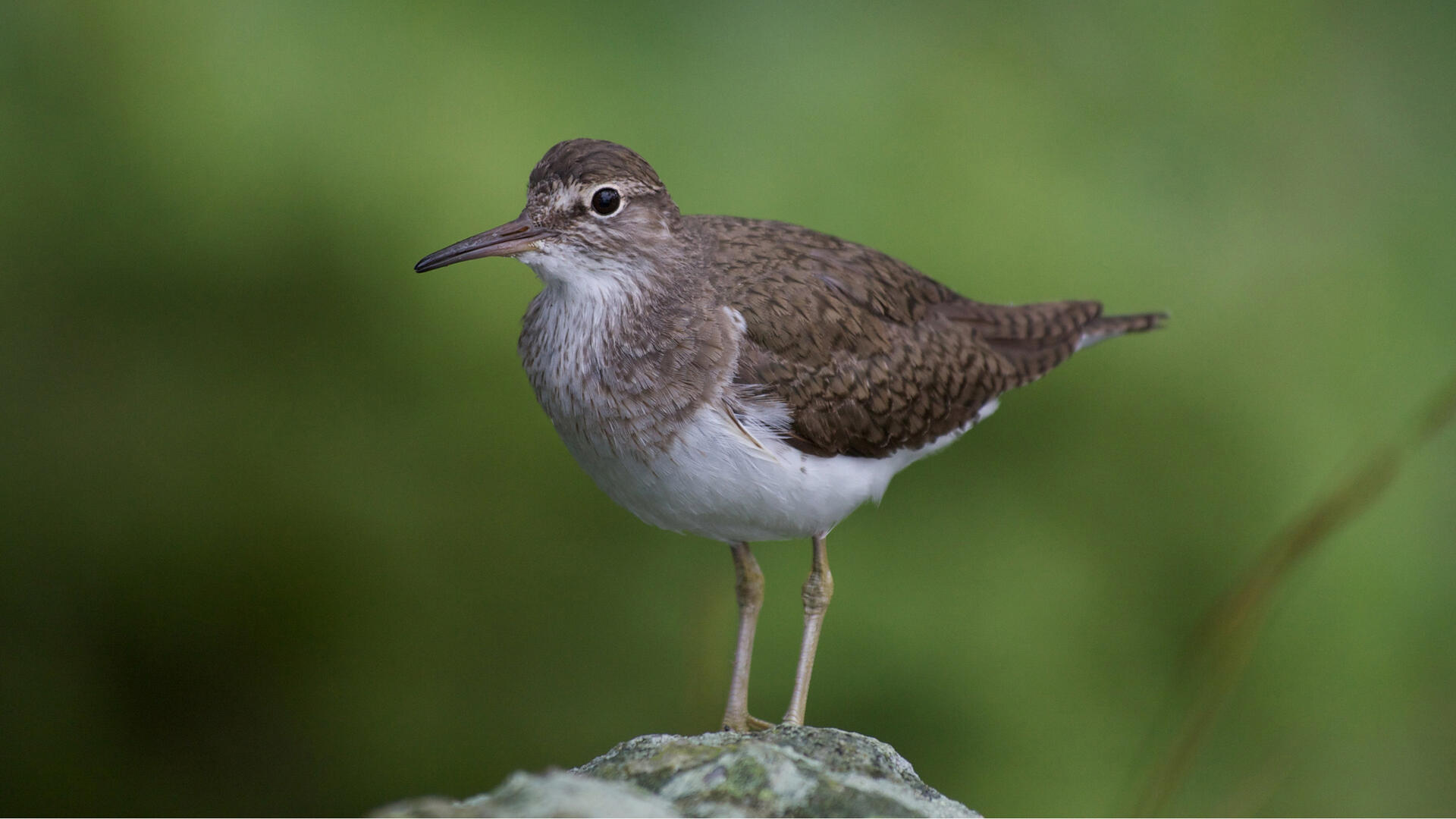 Common Sandpiper | Audubon Field Guide