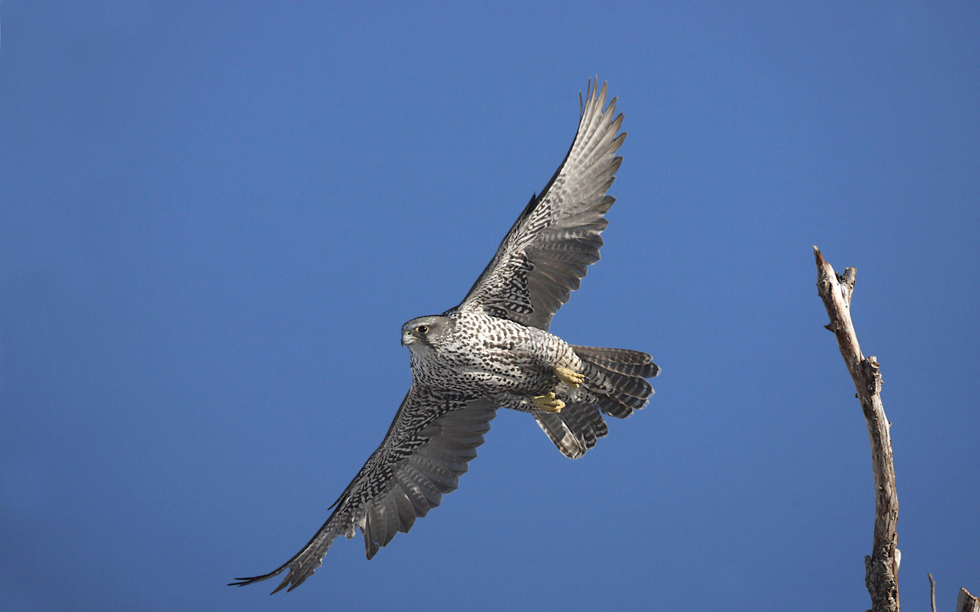 Gyrfalcon | Audubon Field Guide