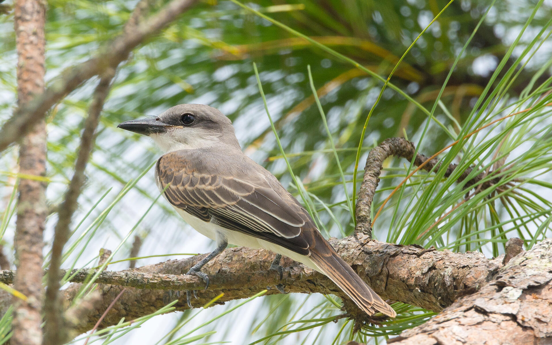 Gray Kingbird | Audubon Field Guide
